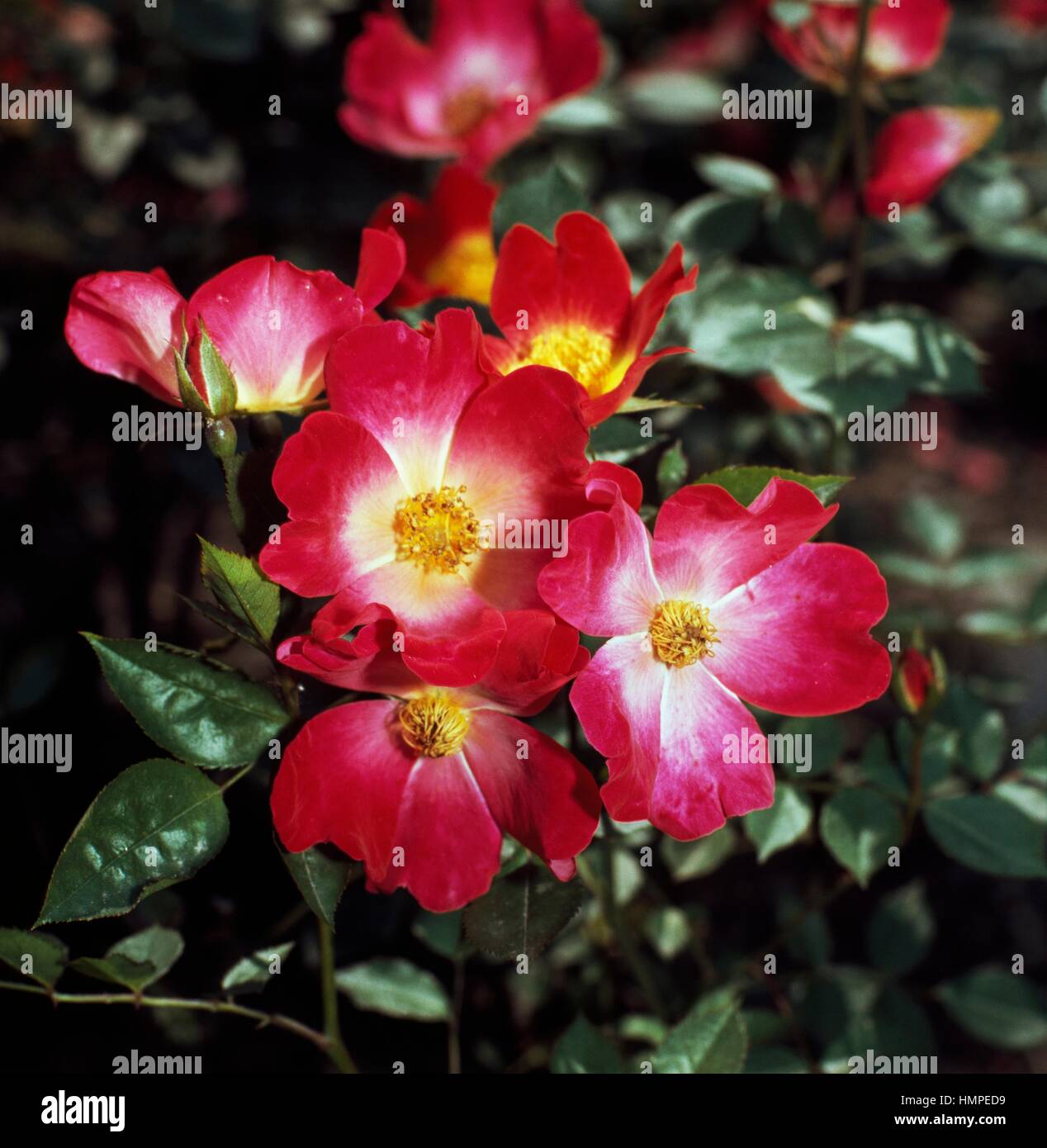 Rose (Rosa Cocktail), Rosaceae Stock Photo - Alamy