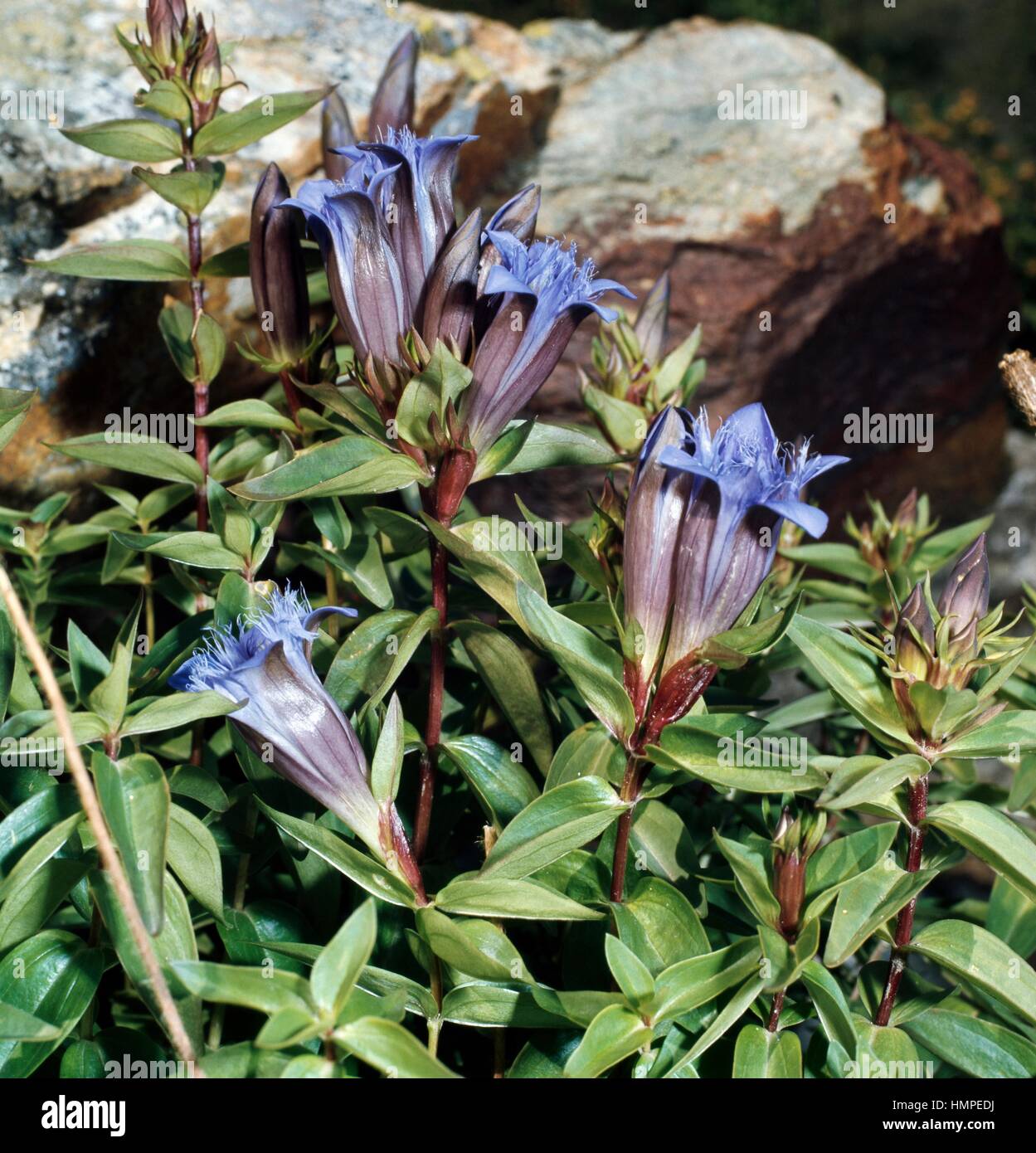 Crested gentian or Summer gentian (Gentiana septemfida), Gentianaceae ...