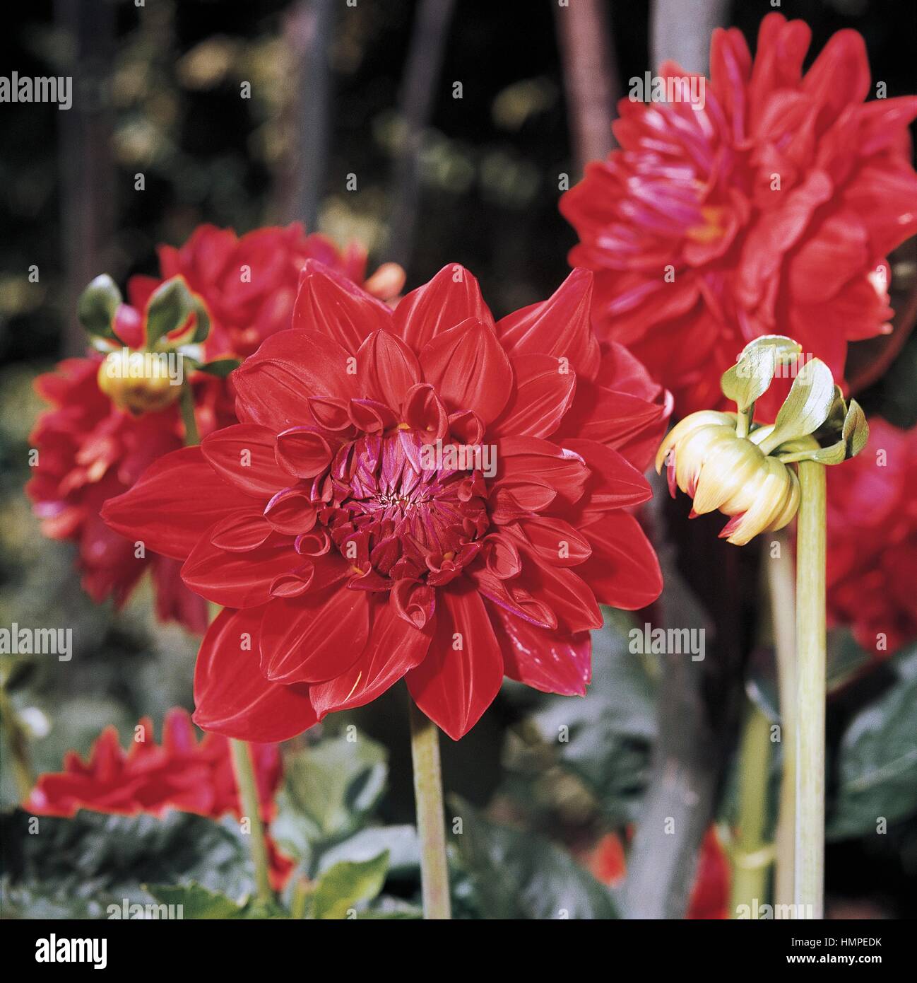 Anemone dahlia hi-res stock photography and images - Alamy