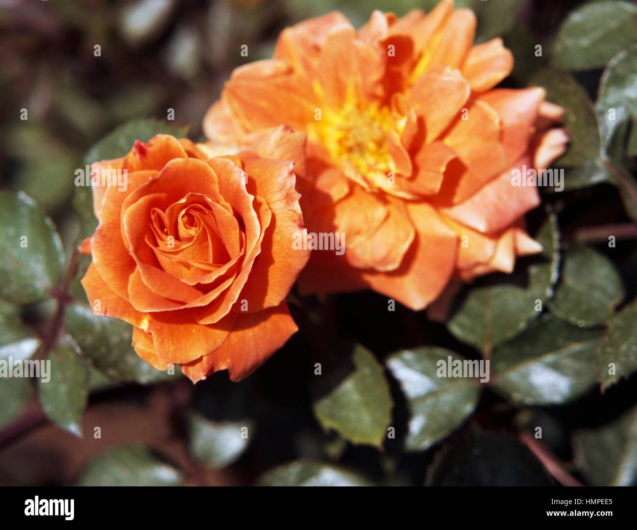 Rosa prince tango hi-res stock photography and images - Alamy