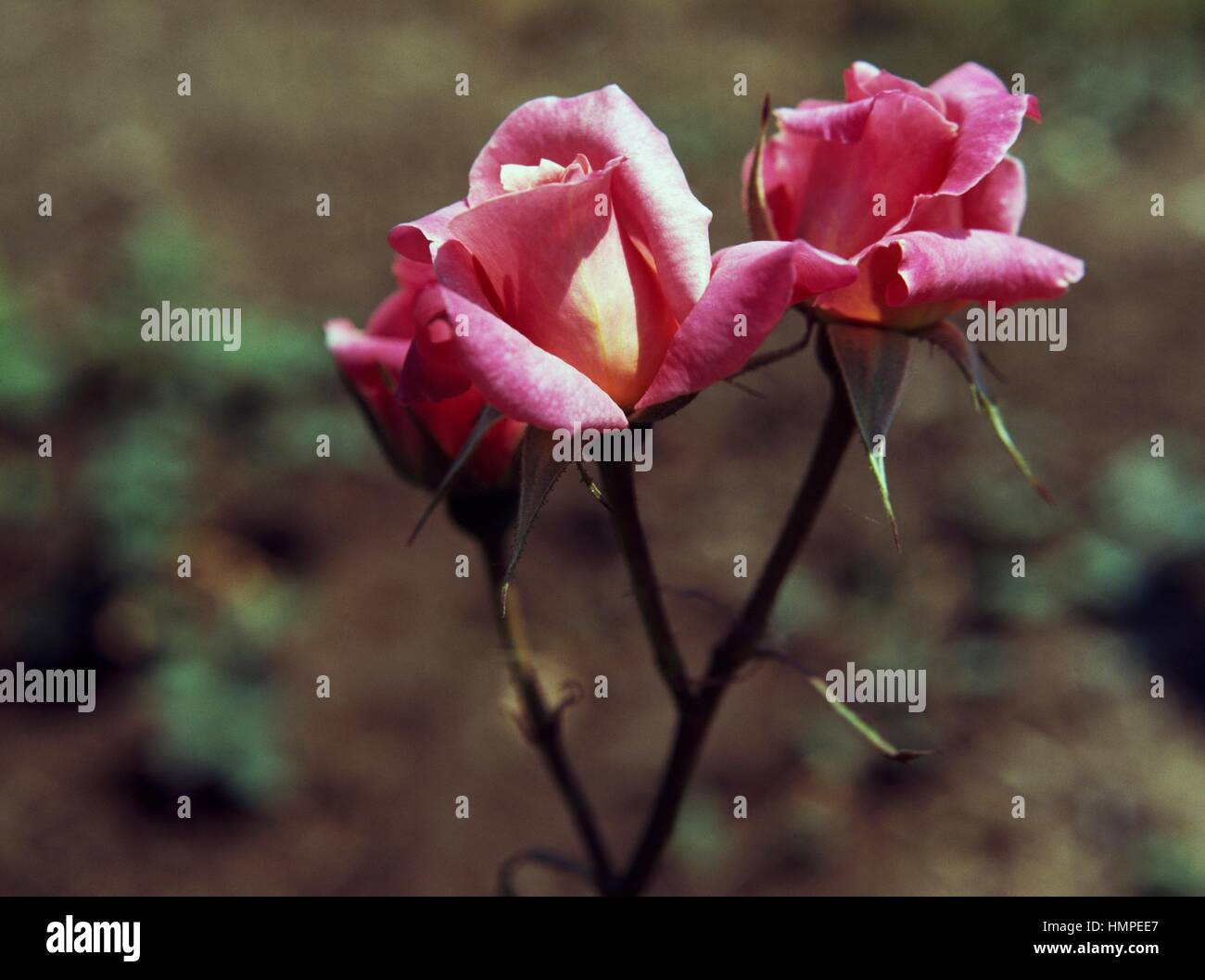 Rose (Rosa Pink Parfait), Rosaceae Stock Photo - Alamy