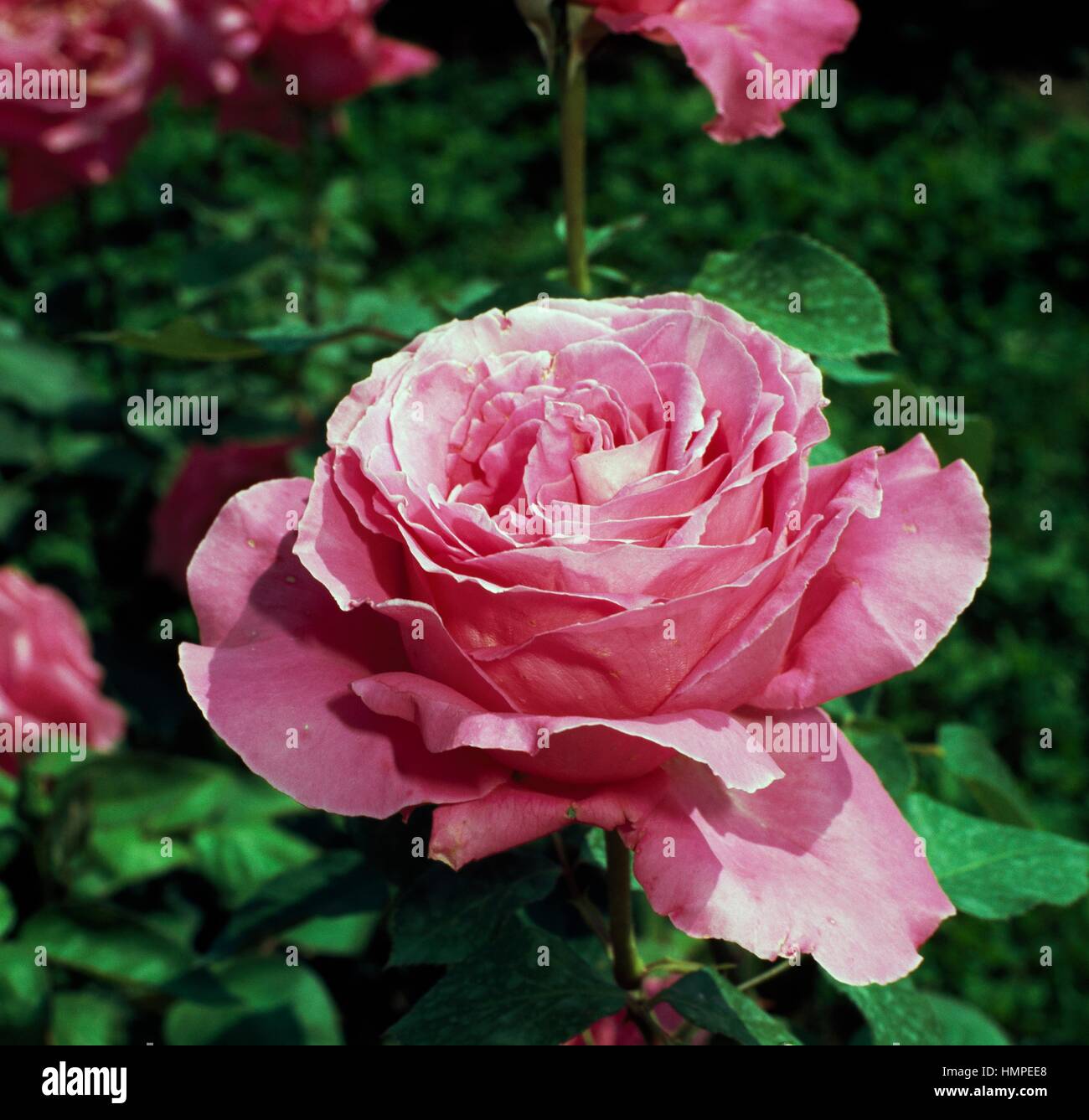 Rose (Rosa Susan Hampshire), Rosaceae Stock Photo - Alamy