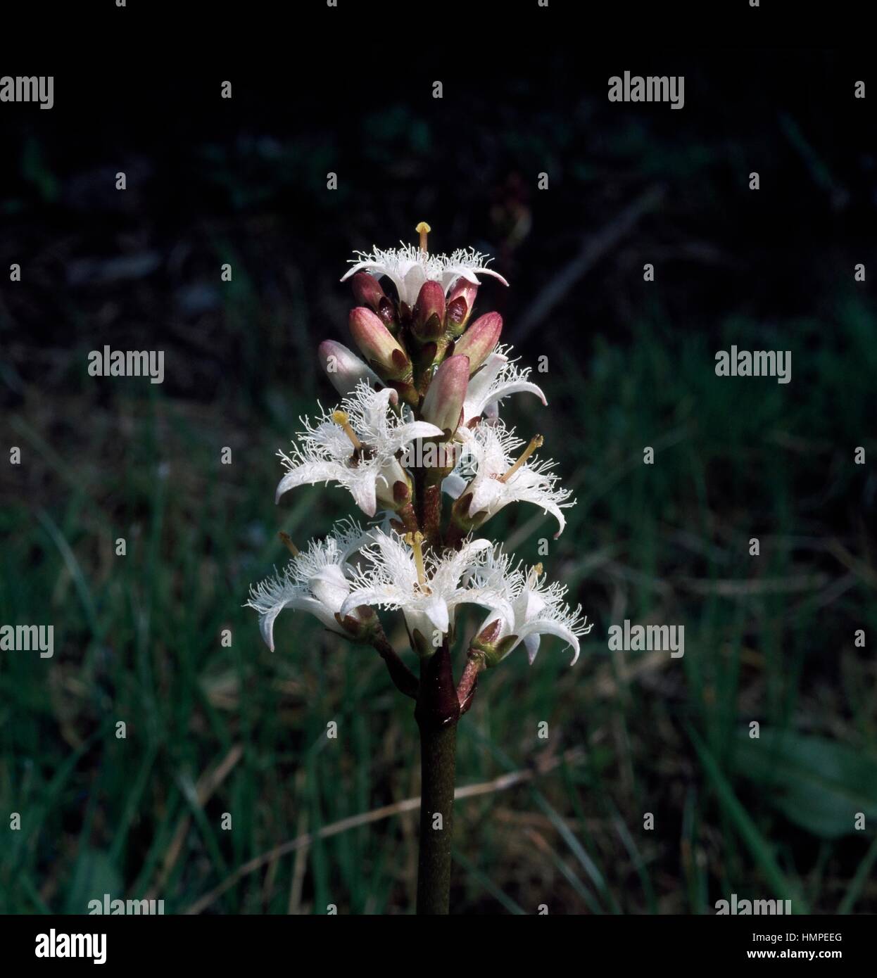 Buckbean flowers (Menyanthes trifoliata), Menyanthaceae Stock Photo - Alamy