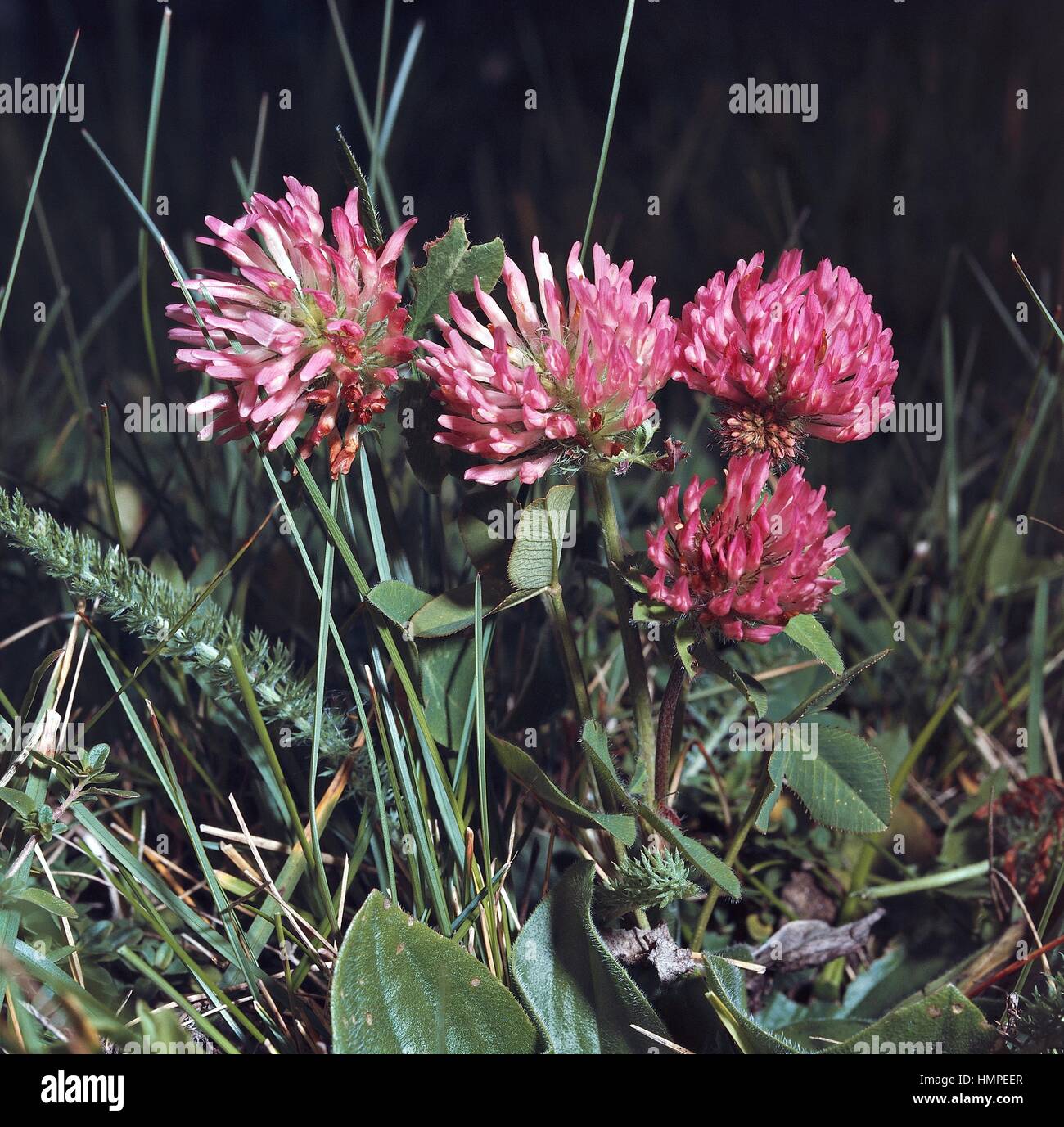Red Clover (Trifolium pratense), Fabaceae Stock Photo - Alamy