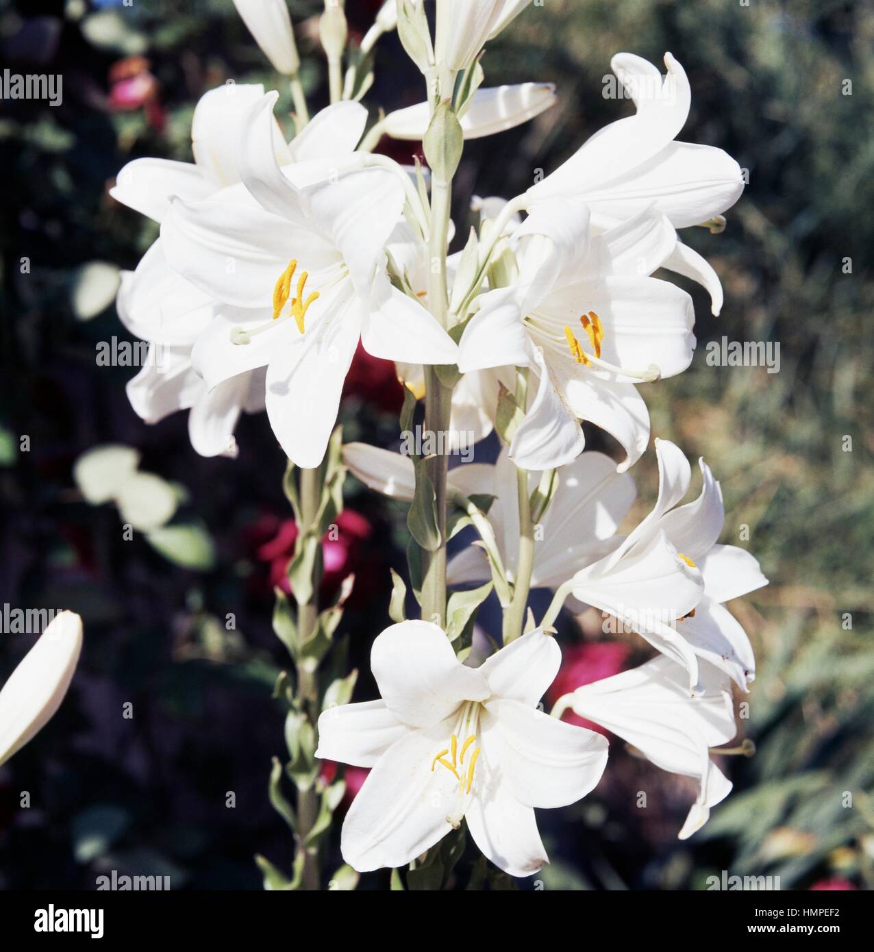 Lilium candidum image hi-res stock photography and images - Alamy