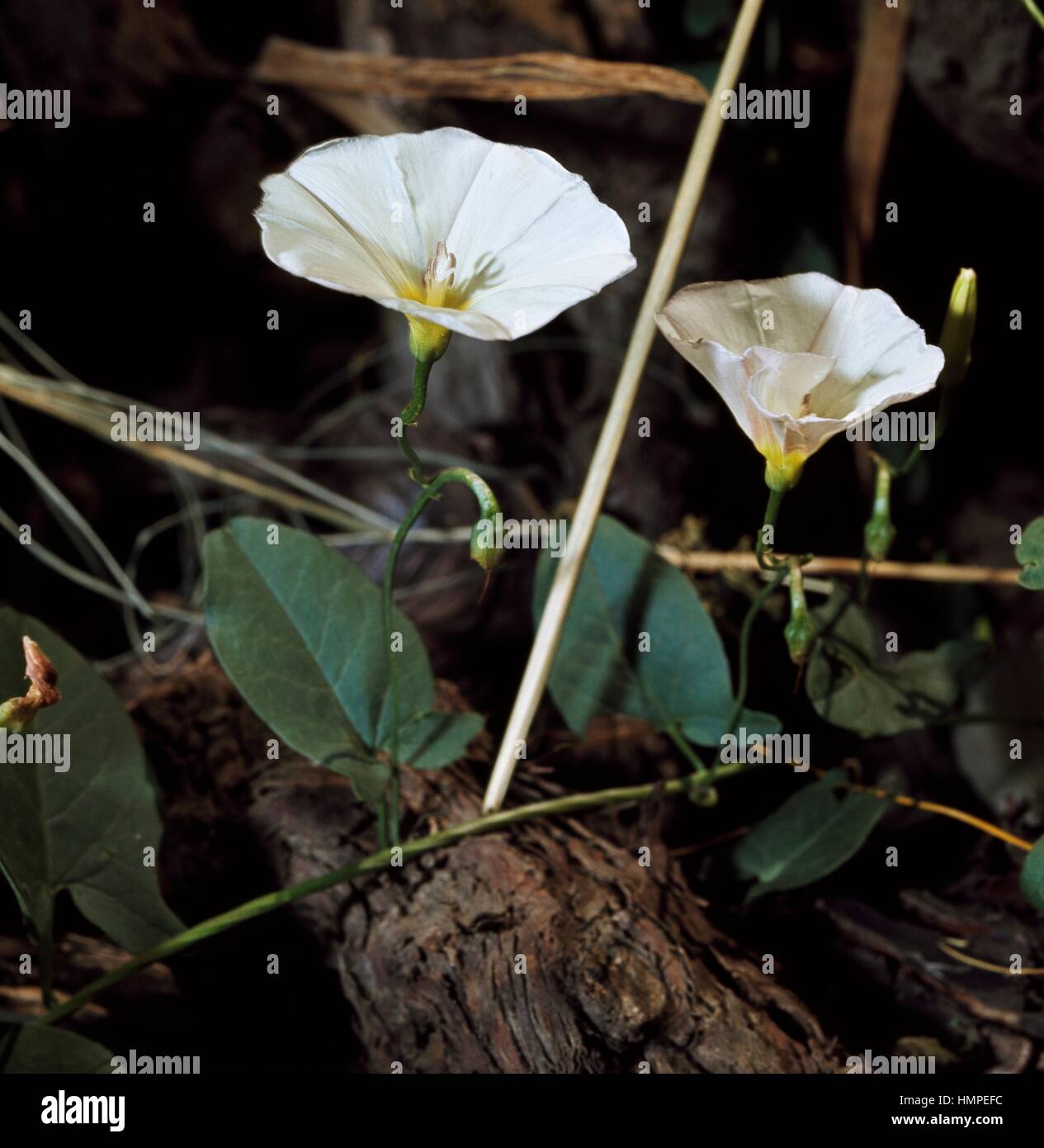 Bindweed (Convolvulus arvensis), Convolvulaceae Stock Photo - Alamy