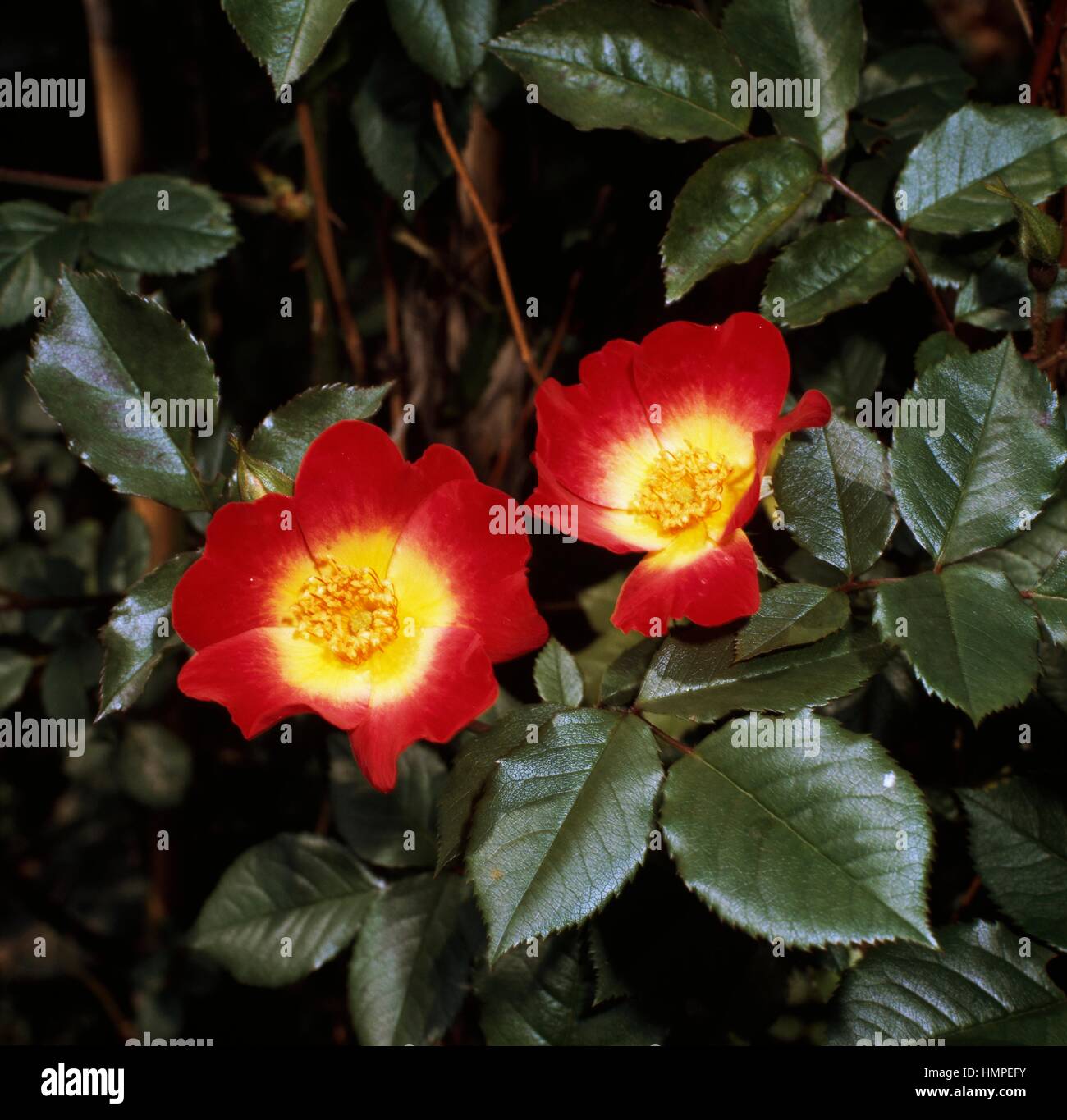 Rosa cocktail hi-res stock photography and images - Alamy