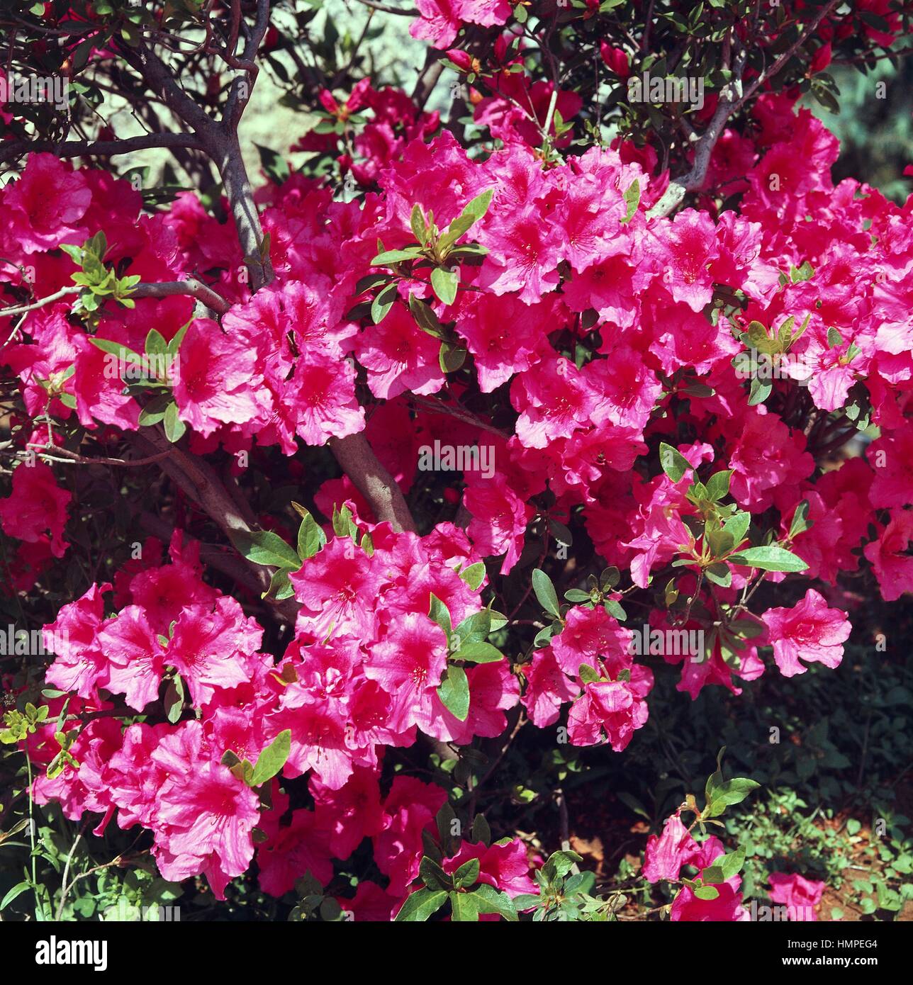 Rhododendron (Rhododendron hybridum), Ericaceae Stock Photo - Alamy