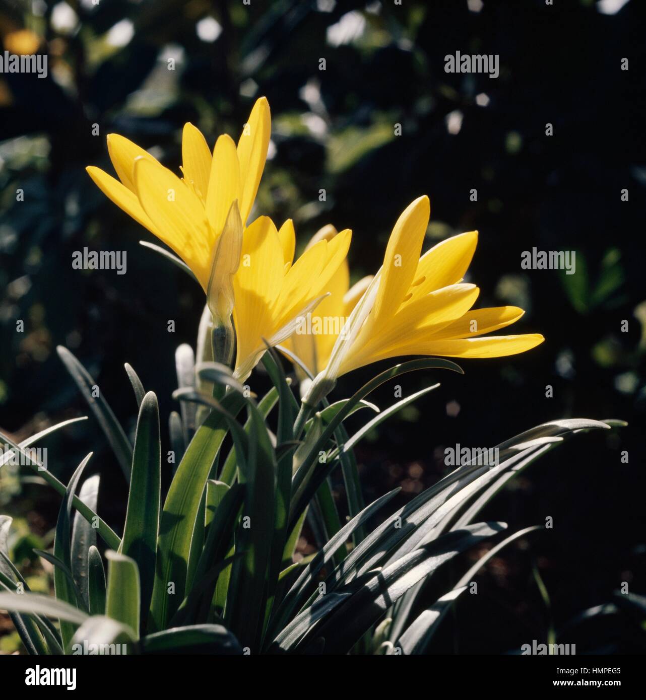 Hybridus hi-res stock photography and images - Alamy