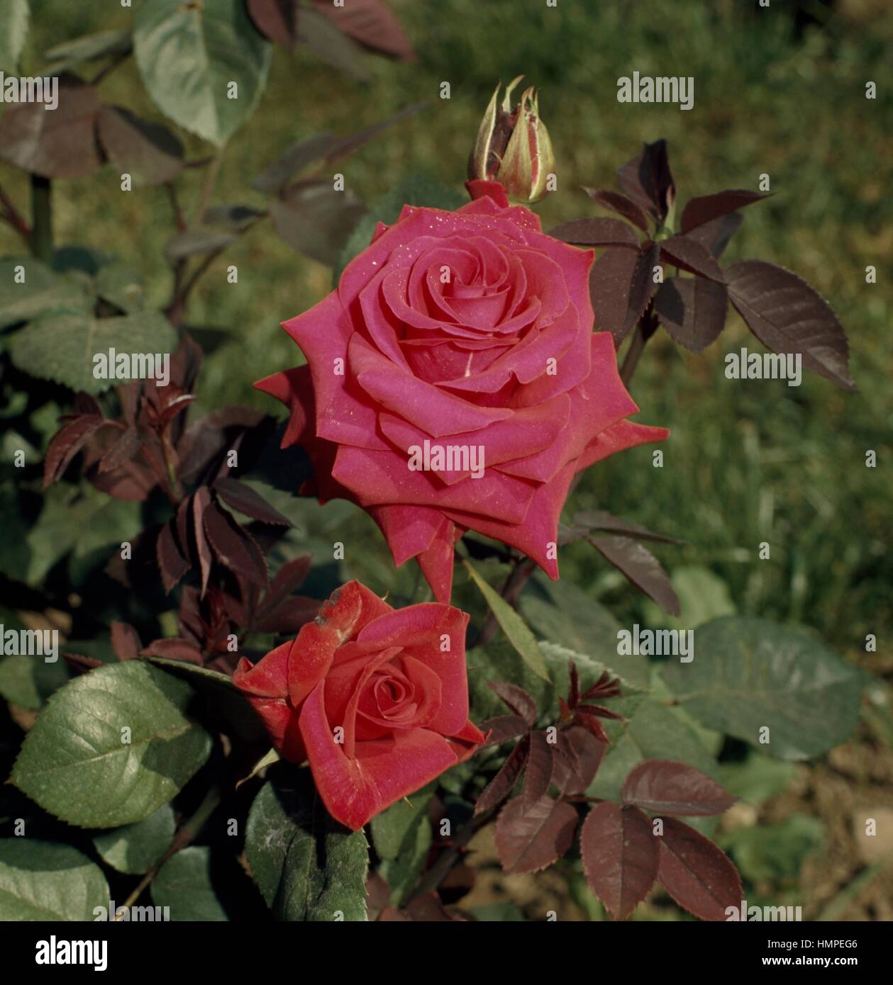 Rosa indica hi-res stock photography and images - Alamy