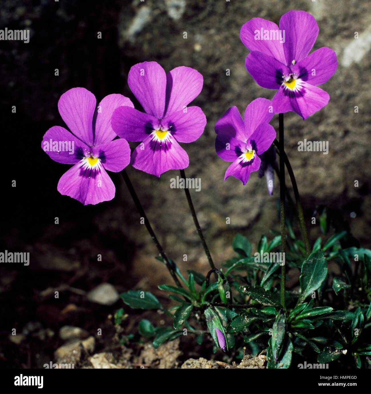 Dubys pansy hi-res stock photography and images - Alamy