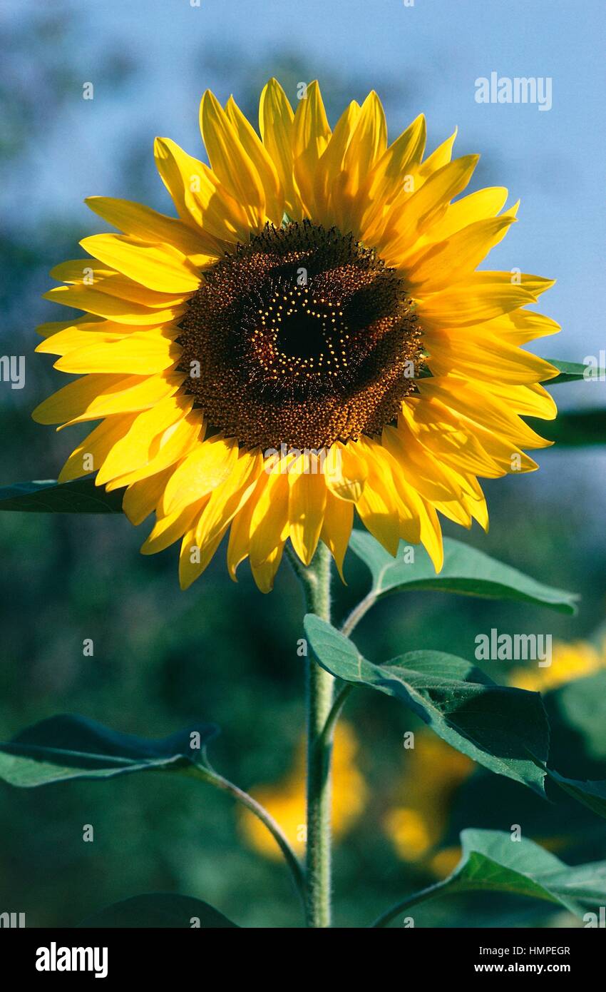 Sunflower (Helianthus annuus), Asteraceae Stock Photo - Alamy
