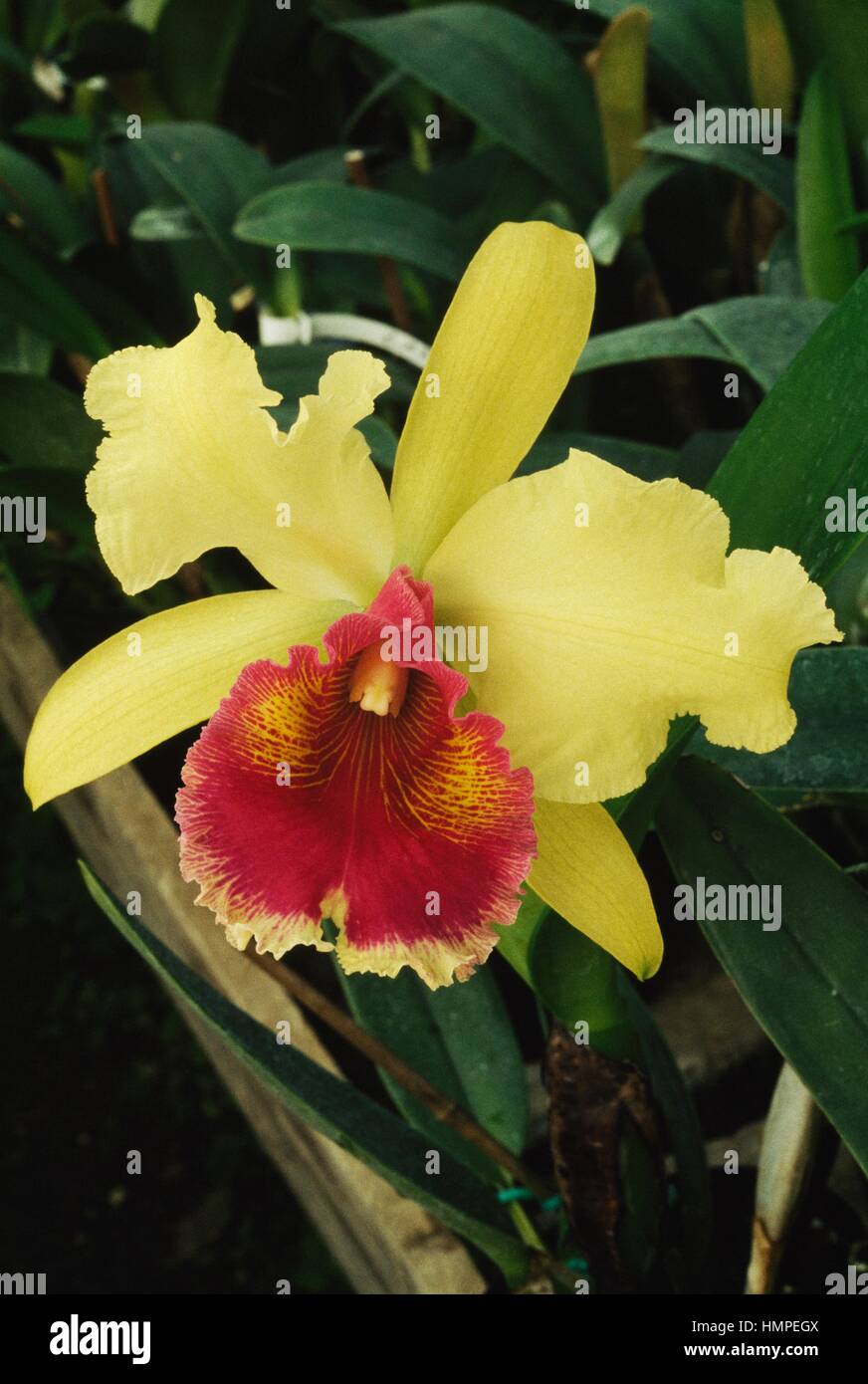 Orchid (Cattleya sp), Orchidaceae Stock Photo - Alamy