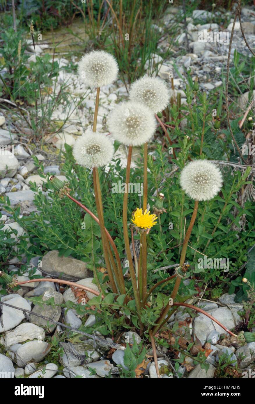 Common Dandelion (Taraxacum officinale), Asteraceae Stock Photo - Alamy