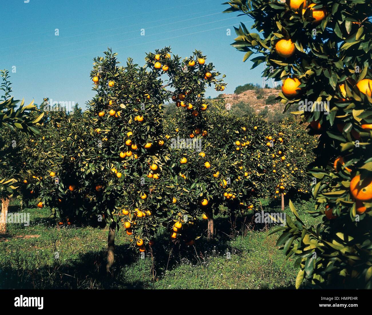 Orange trees (Citrus x sinensis), Arta, Epirus, Greece Stock Photo - Alamy
