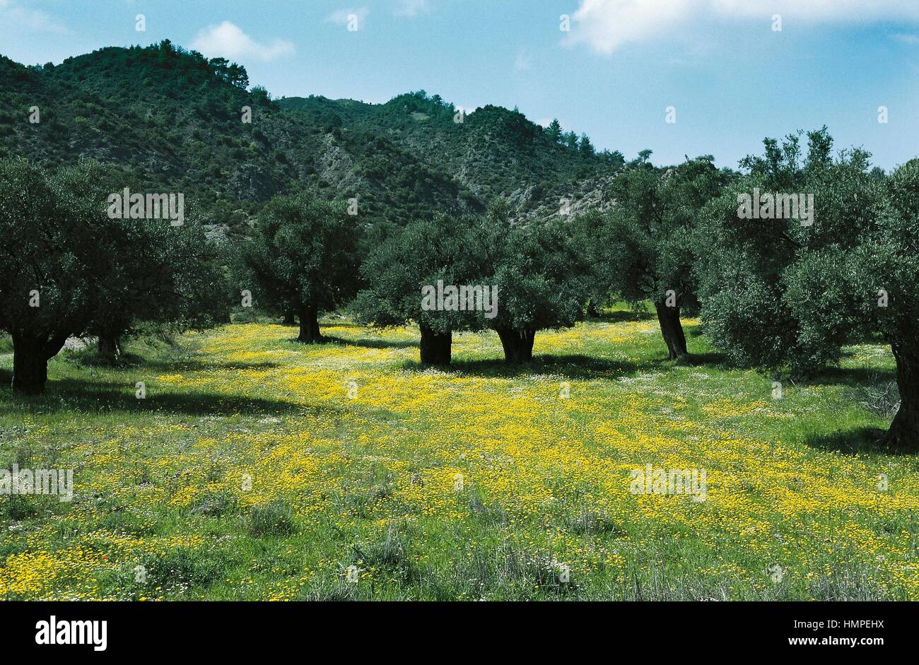 Olive trees (Olea europaea), Cyprus Stock Photo - Alamy