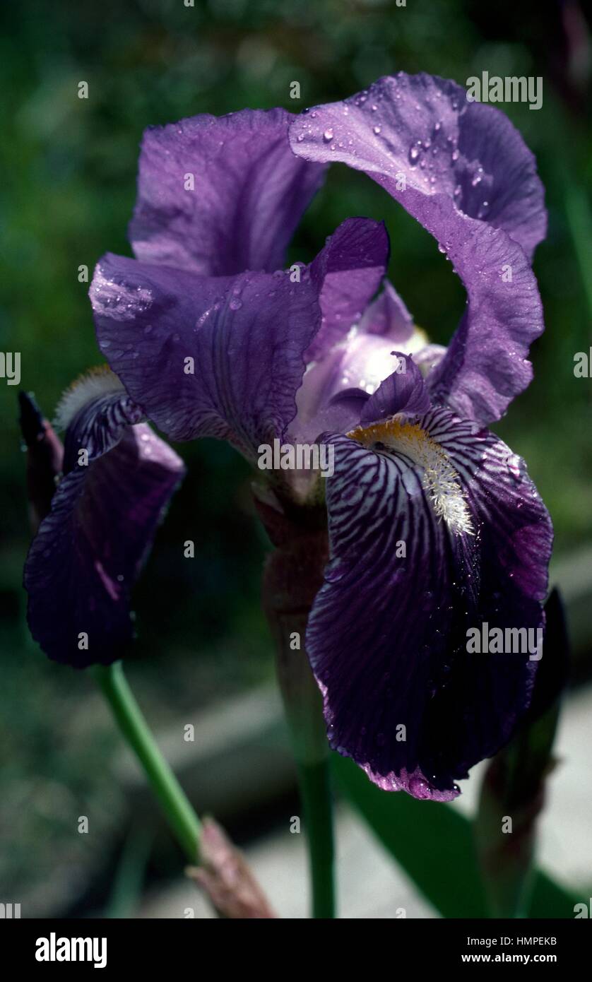 Iris sp, Iridaceae Stock Photo - Alamy