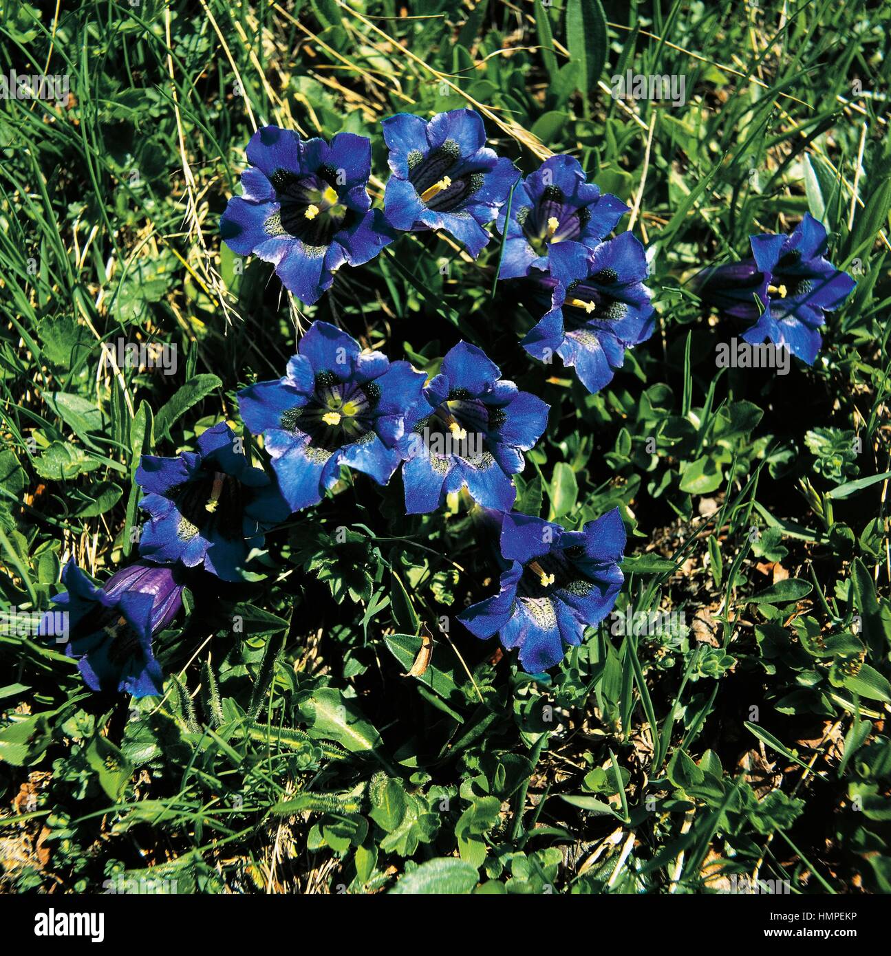 Stemless gentian (Gentiana kochiana or Gentiana acaulis), Gentianaceae ...