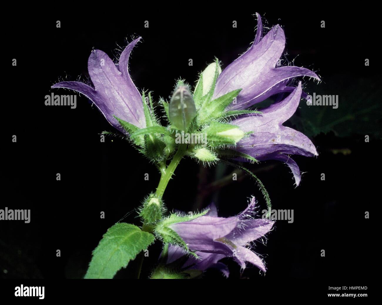 Bearded bellflower (Campanula barbata), Campanulaceae Stock Photo - Alamy