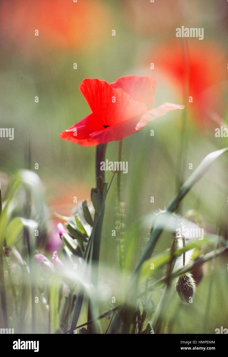 Common poppy, corn poppy, annual poppy (Papaver rhoeas), Papaveraceae ...