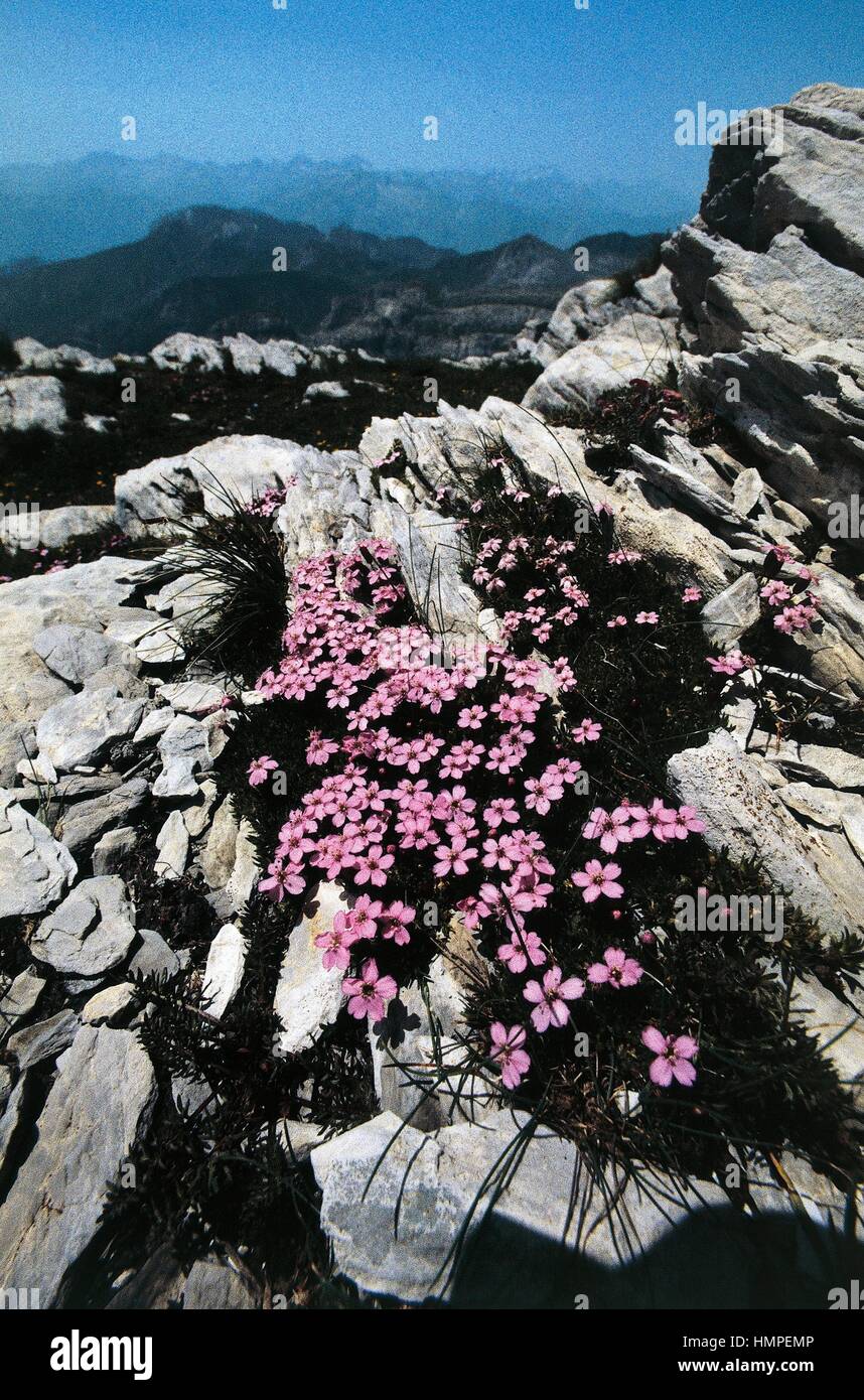 Moss Campion (Silene acaulis), Caryophyllaceae Stock Photo - Alamy