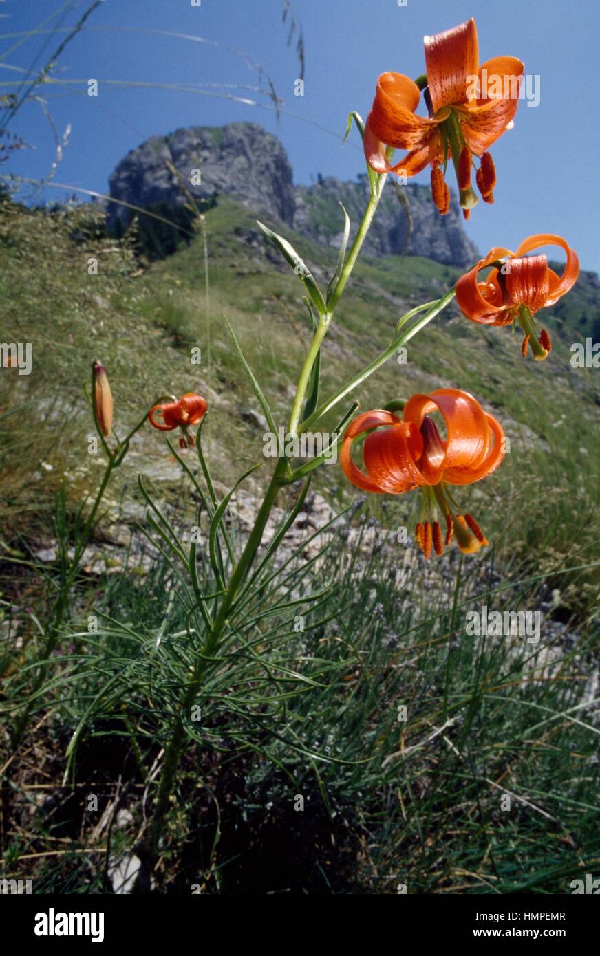 Turban lily (Lilium pomponium), Liliaceae, Maritime Alps, Italy Stock ...