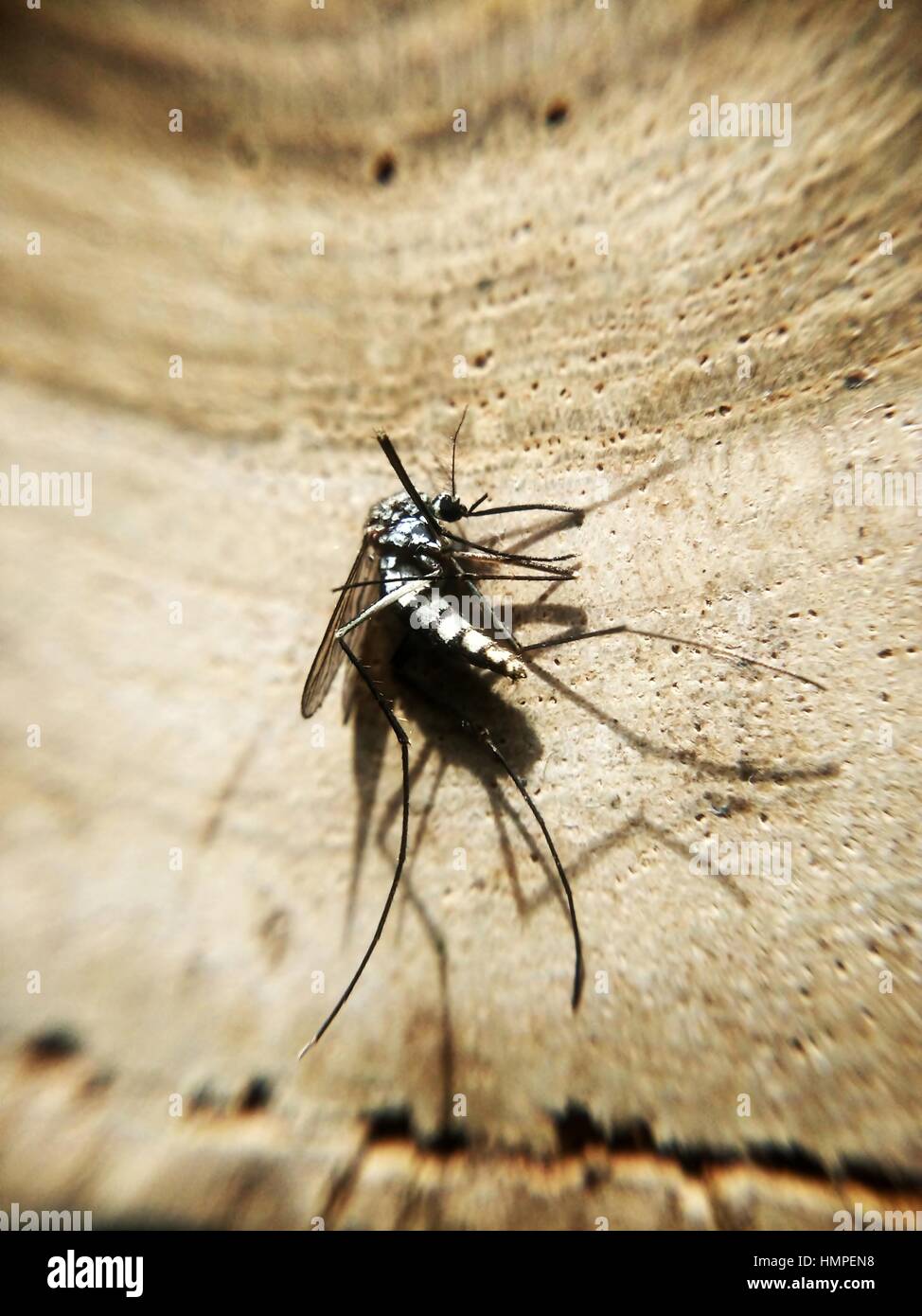Dengue carrying mosquito hi-res stock photography and images - Alamy
