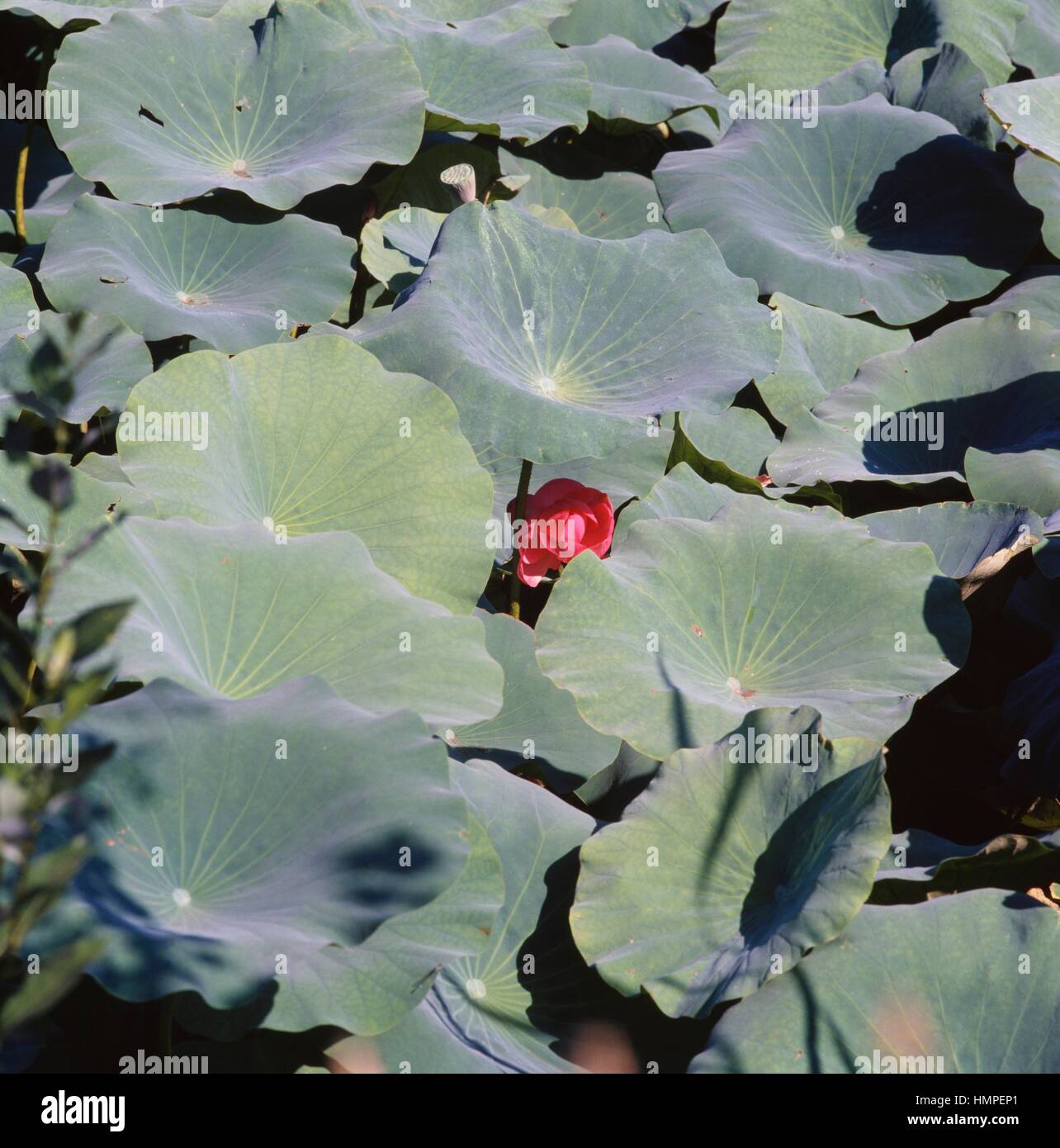 Indian lotus (Nelumbo nucifera), Nelumbonaceae Stock Photo - Alamy