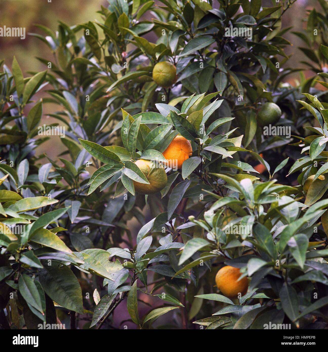 Citrus tree, Rutaceae, Hanbury Botanical Gardens, Ventimiglia, Liguria ...