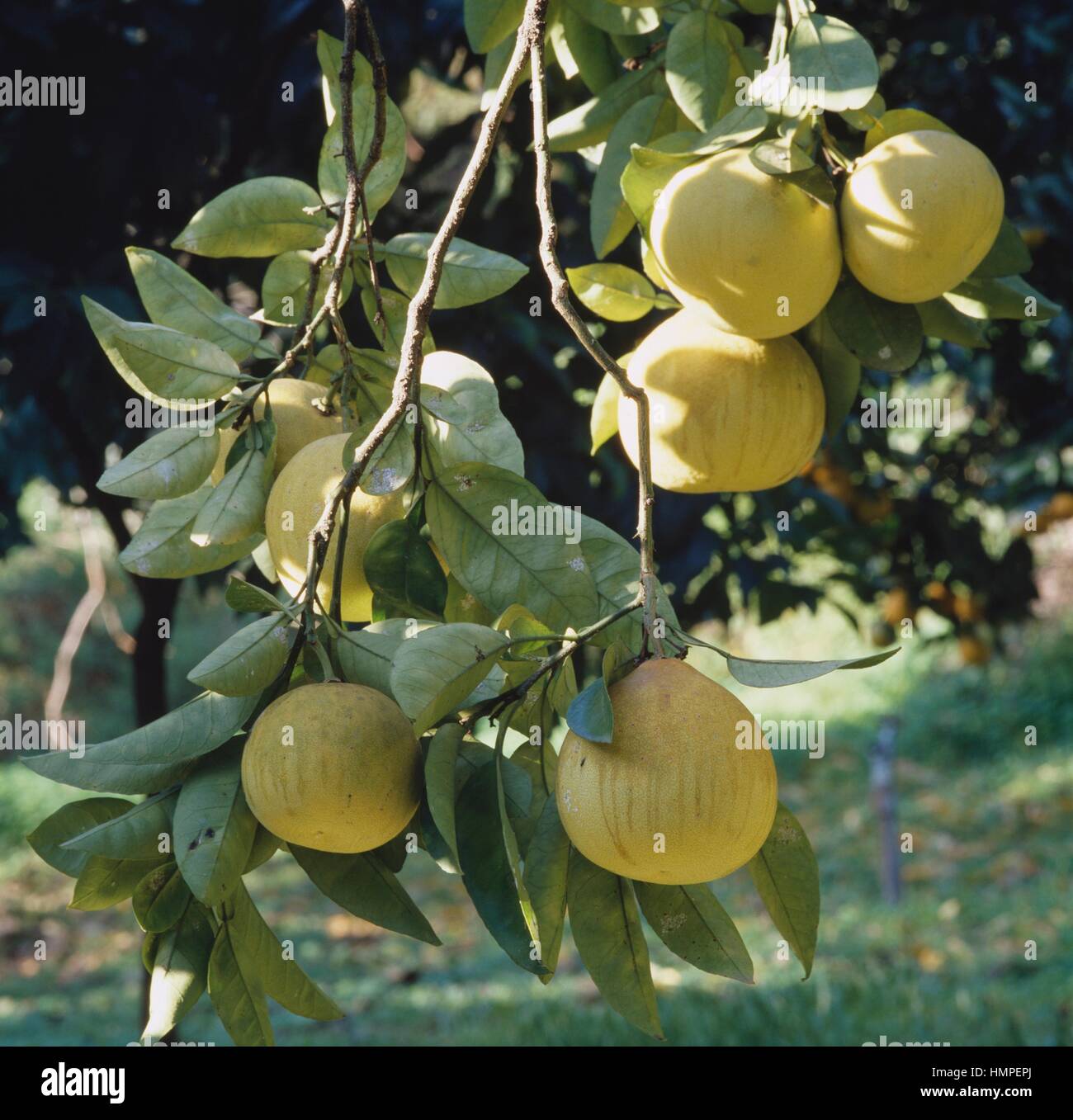 Shaddock or Pomelo (Citrus maxima or Citrus grandis), Rutaceae, Hanbury ...