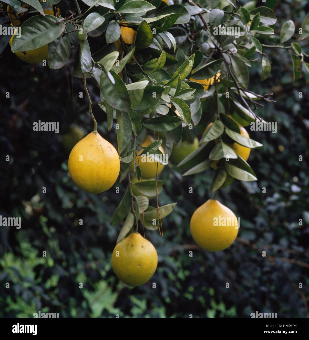 Shaddock or Pomelo (Citrus maxima or Citrus grandis), Rutaceae, Hanbury ...