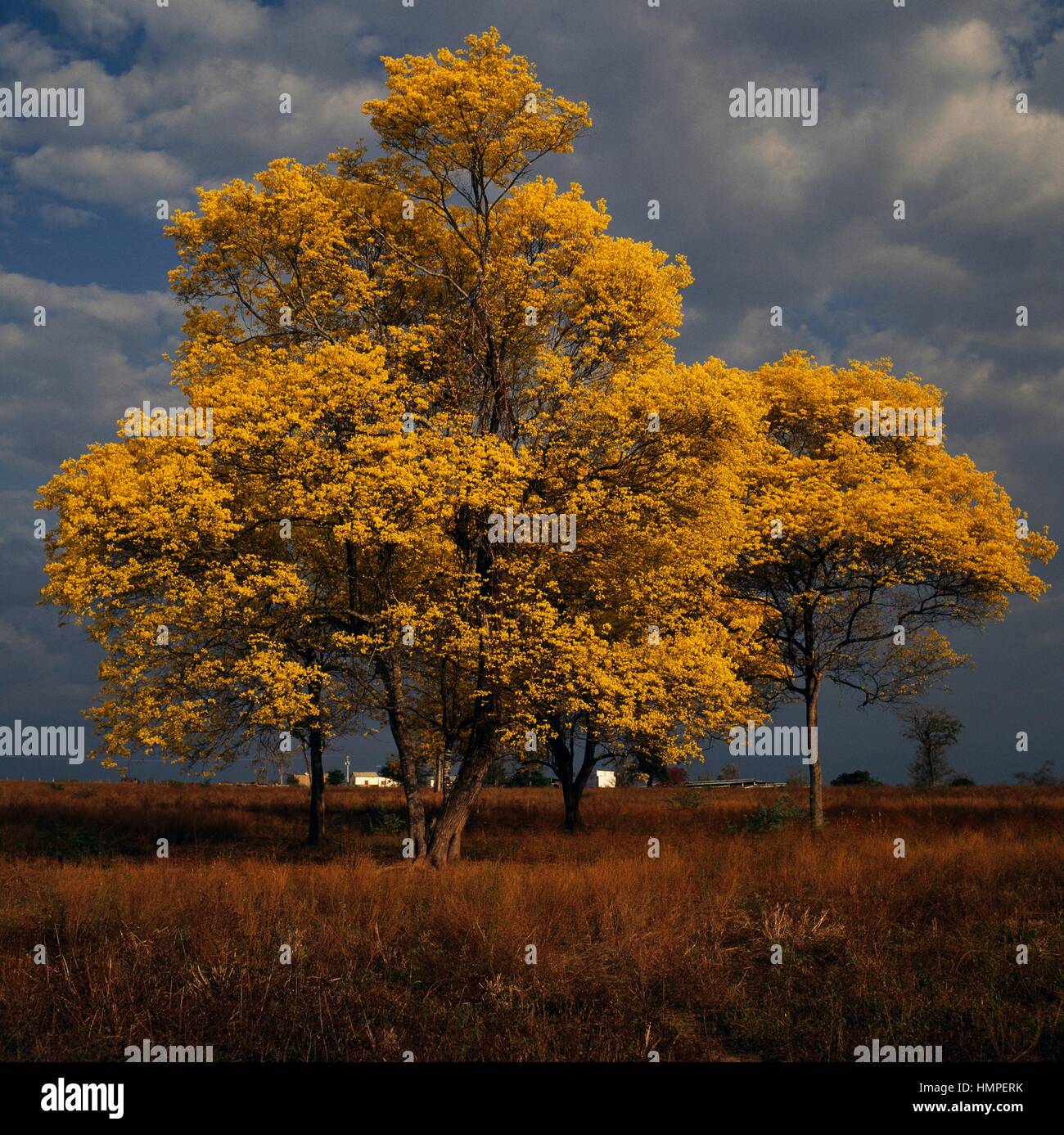 Araguaney Tree High Resolution Stock Photography and Images - Alamy