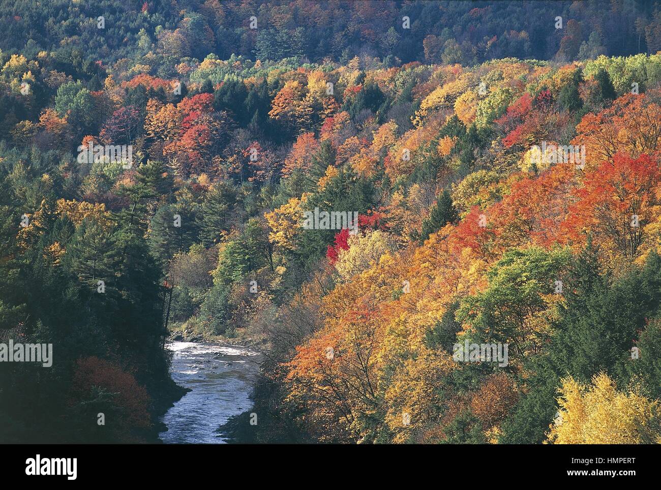 United States of America - Vermont - Forest in autumn colours Stock ...