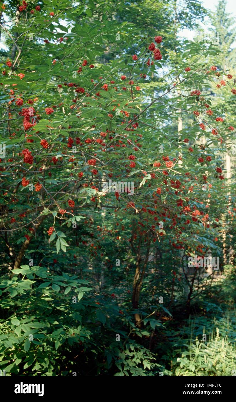 Rowan or European Rowan (Sorbus aucuparia), Rosaceae. Detail Stock ...