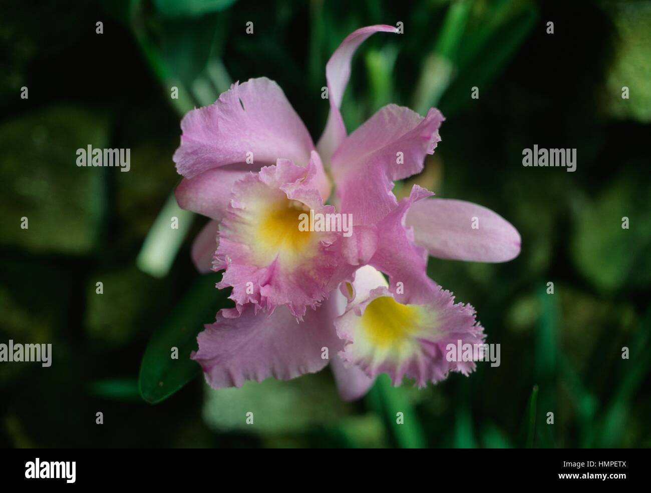 Orchid (Orchis sp), Orchidaceae Stock Photo - Alamy