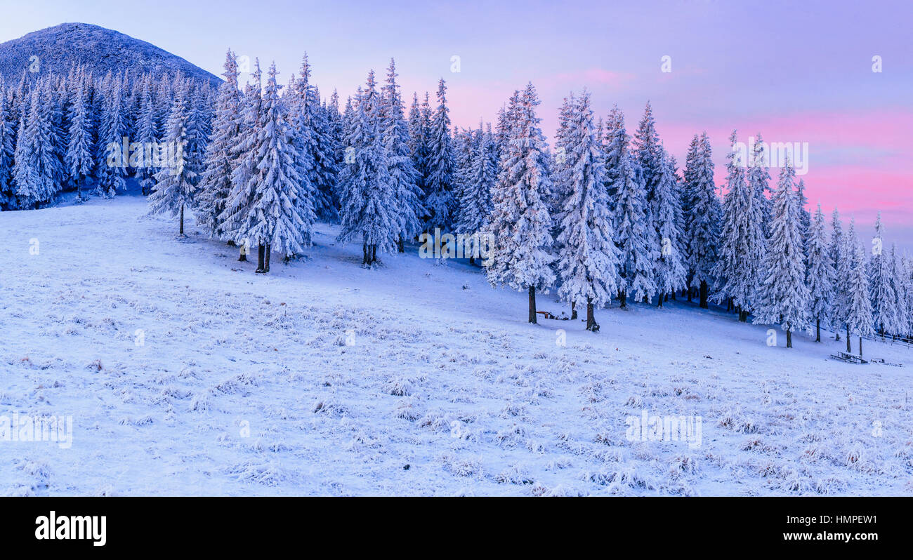 magical winter snow covered tree Stock Photo - Alamy