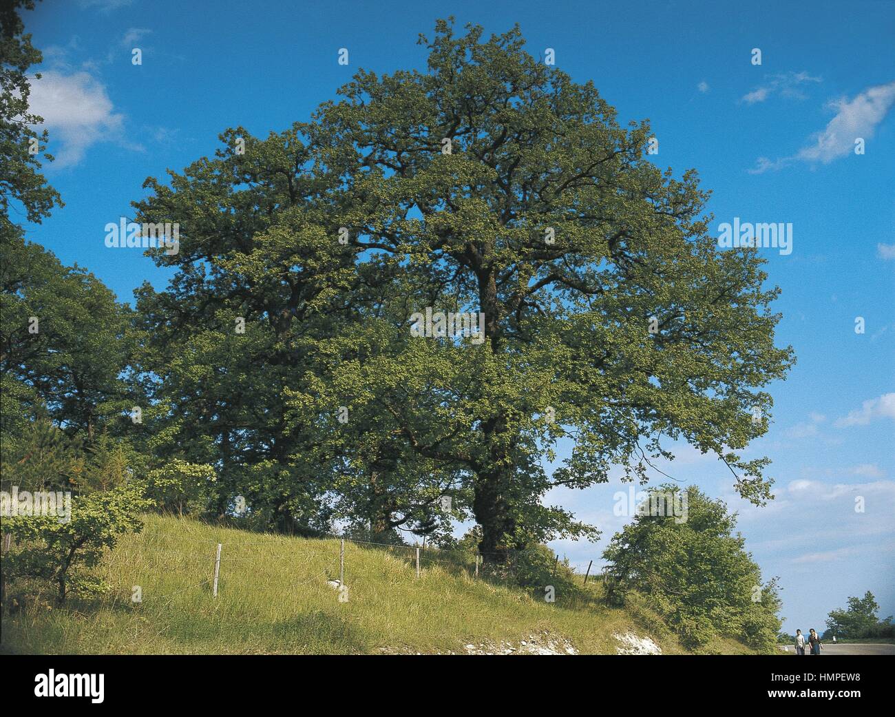 Botany - Trees - Fagaceae - Oak tree (Quercus Stock Photo - Alamy