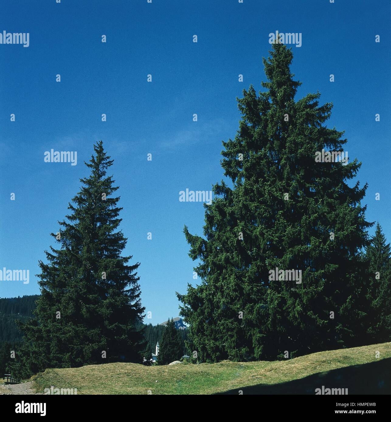 Botany - Trees - Conifers - Pinaceae - Norway Spruce (Picea abies Stock Photo - Alamy