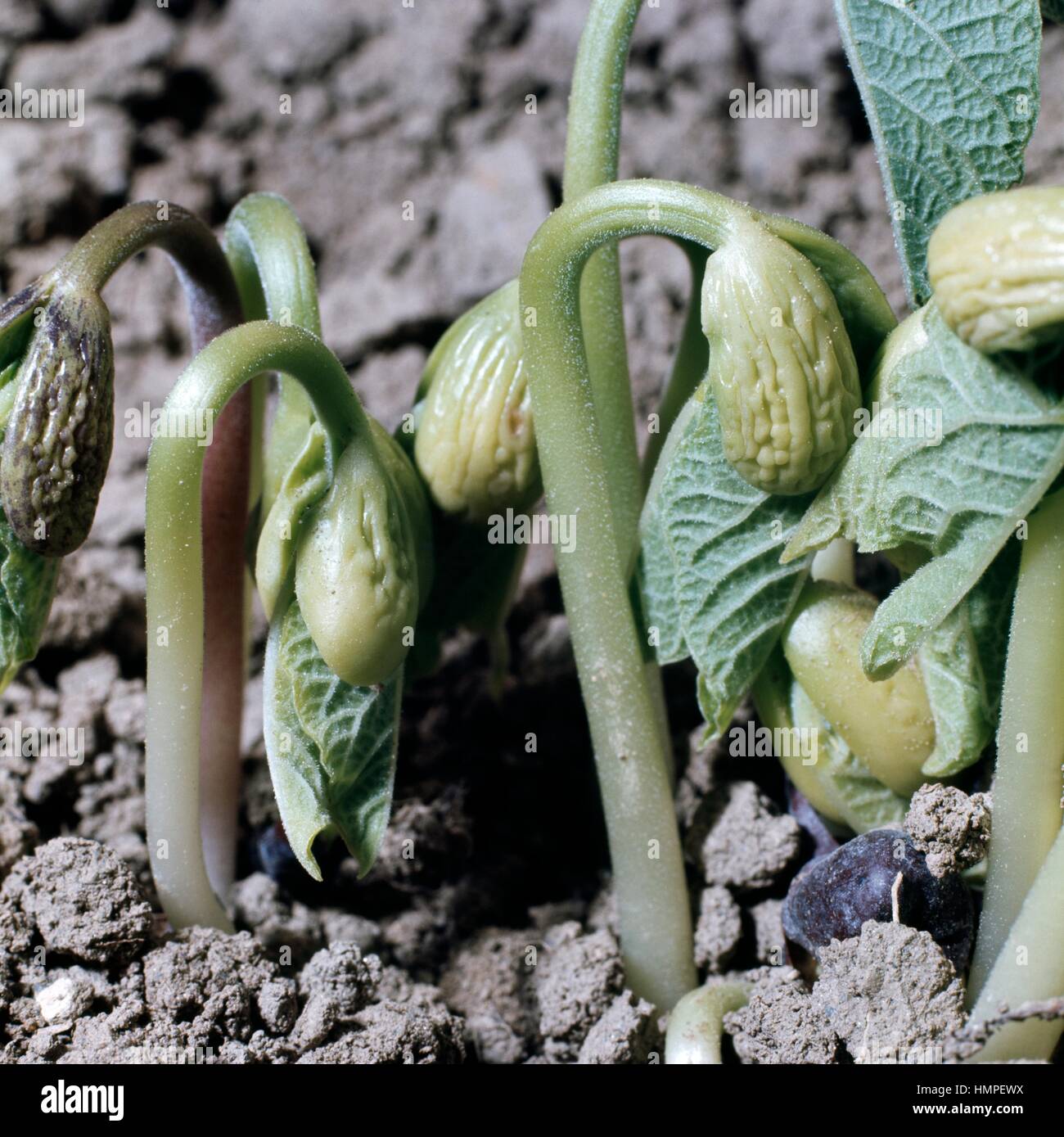 Germination of bean seed (Phaseolus vulgaris), Fabacee Stock Photo - Alamy