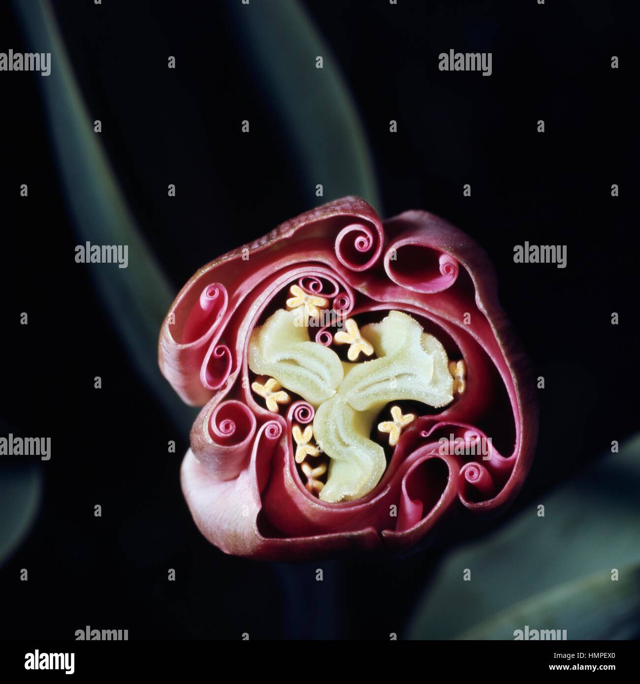 Cross section of the stamen hi-res stock photography and images - Alamy