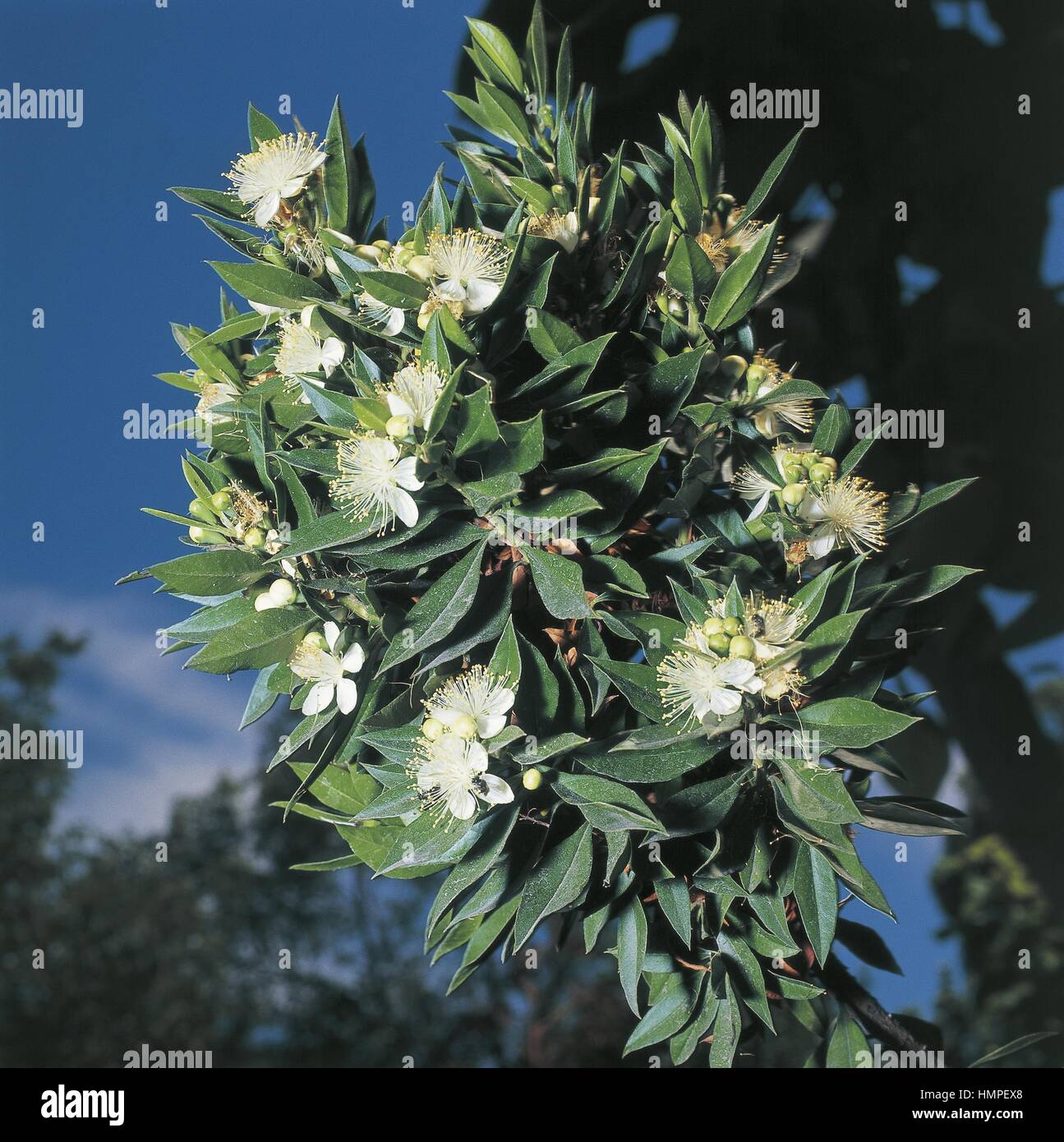 Myrtle flowers myrtus communis hi-res stock photography and images - Alamy