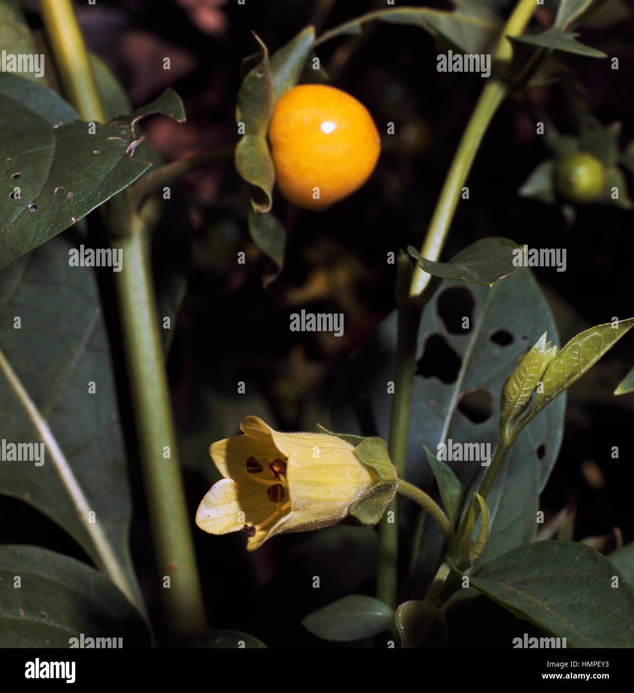 Belladonna hi-res stock photography and images - Alamy