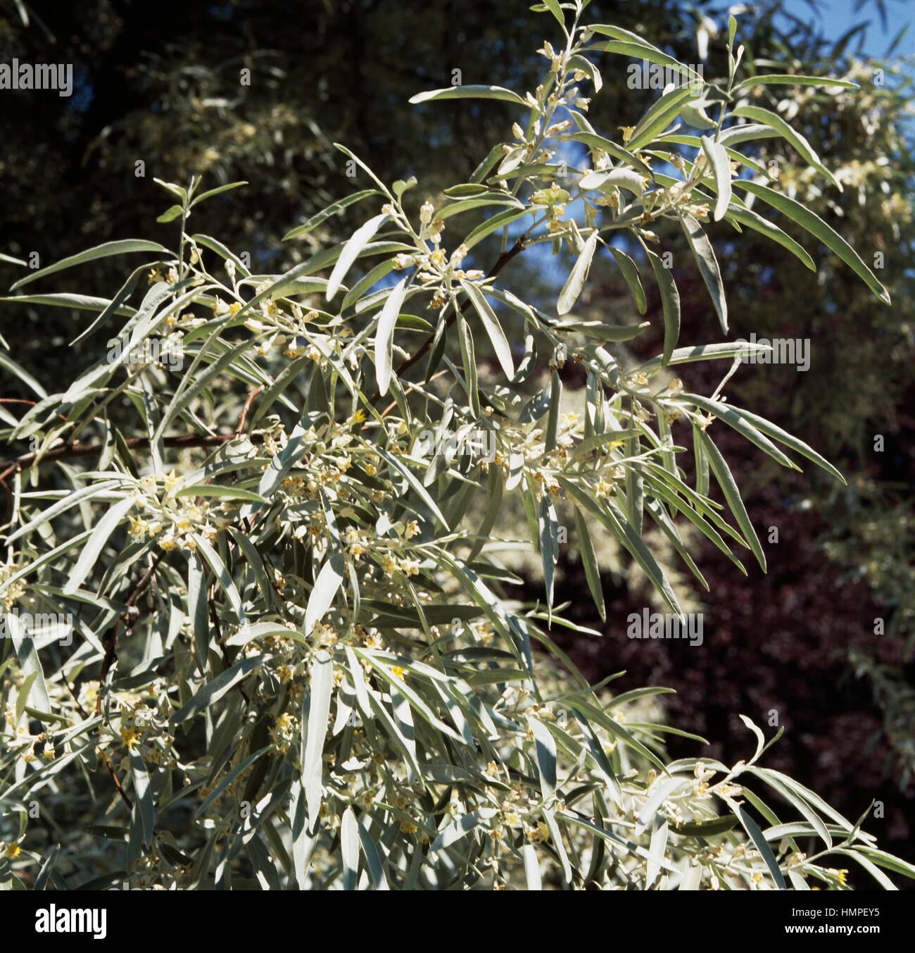 Silverberry hi-res stock photography and images - Alamy