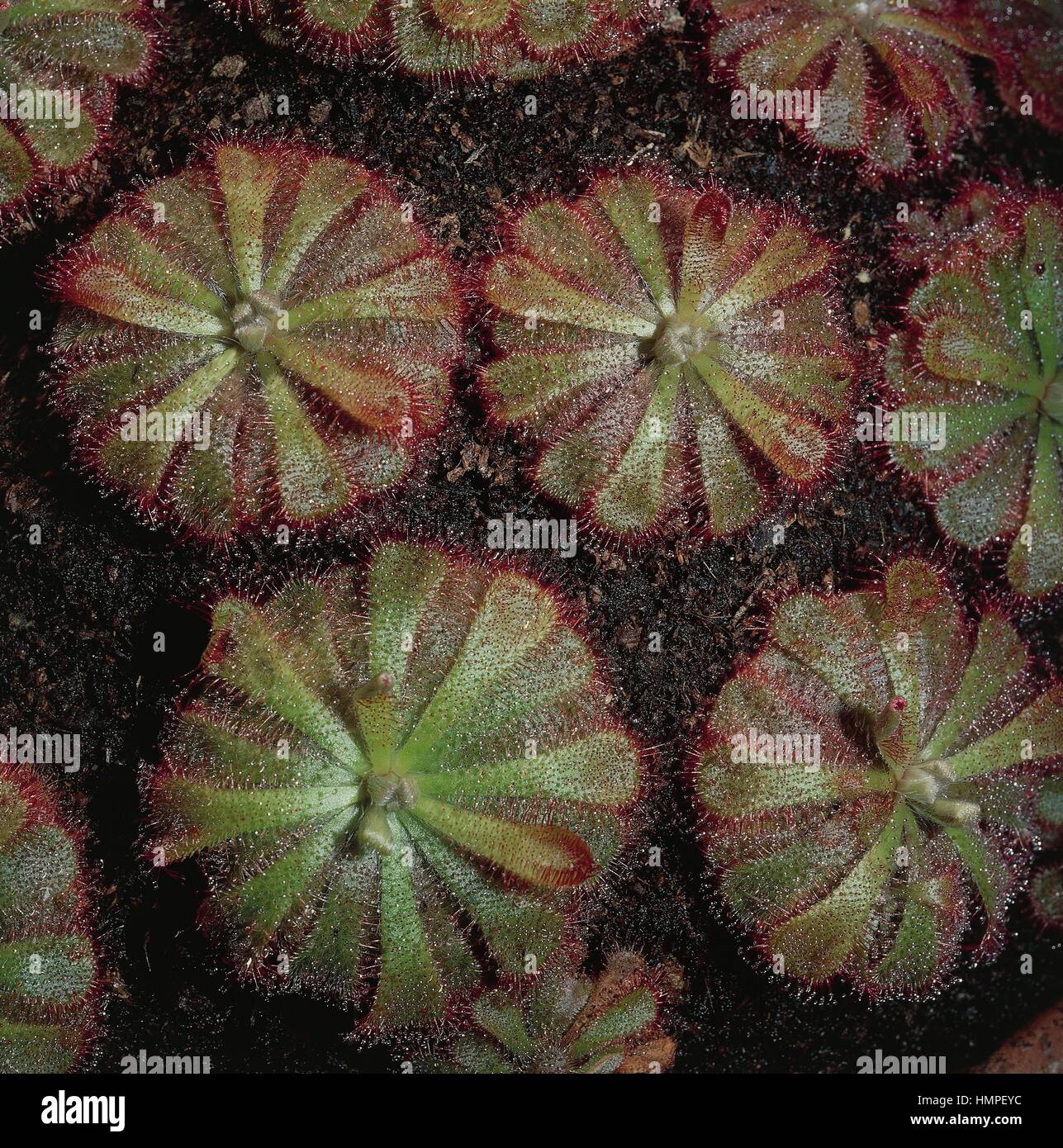 Alice sundew (Drosera aliciae), Droseraceae, carnivorous plant Stock ...