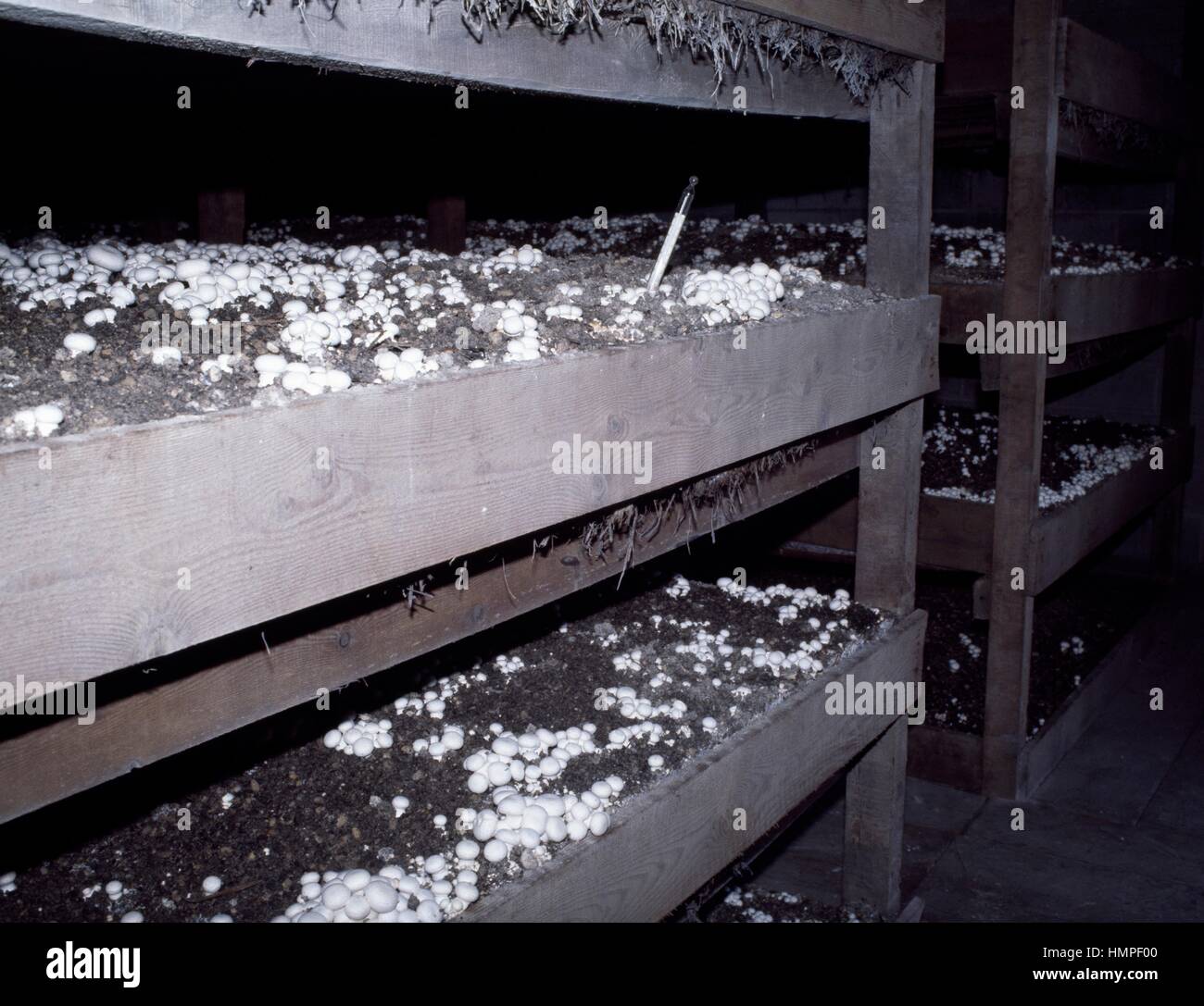 Industrial cultivation of Button mushroom or Champignon mushrooms in a ...