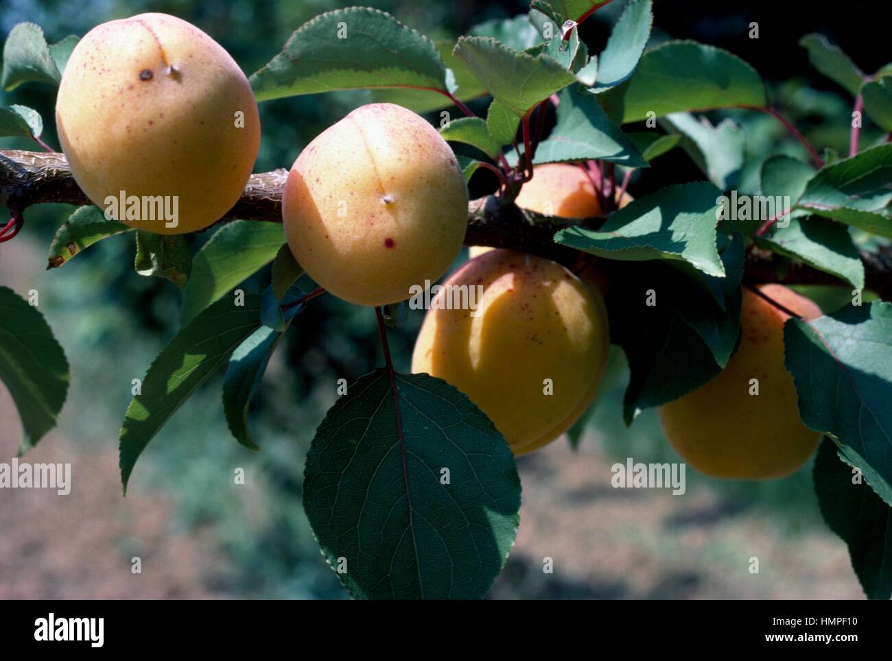Reale dimola apricots prunus armeniaca hi-res stock photography and ...