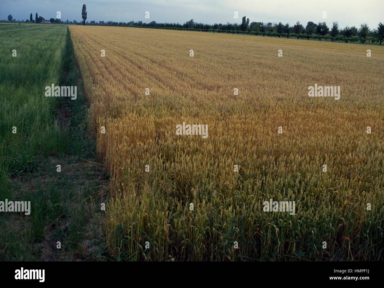 Triticum sp hi-res stock photography and images - Alamy
