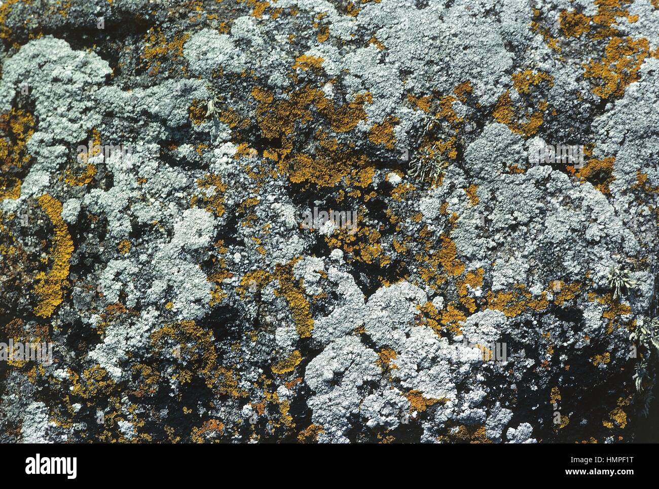Lichen morphology hi-res stock photography and images - Alamy