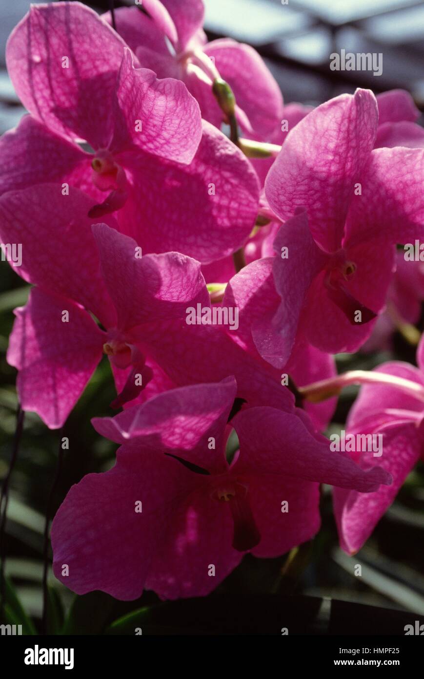 Orchid (Orchis sp), Orchidaceae, Thailand Stock Photo - Alamy