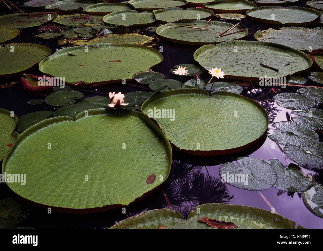 Giant water lily leaves (Victoria amazonica), Nymphaeaceae, Amazon ...